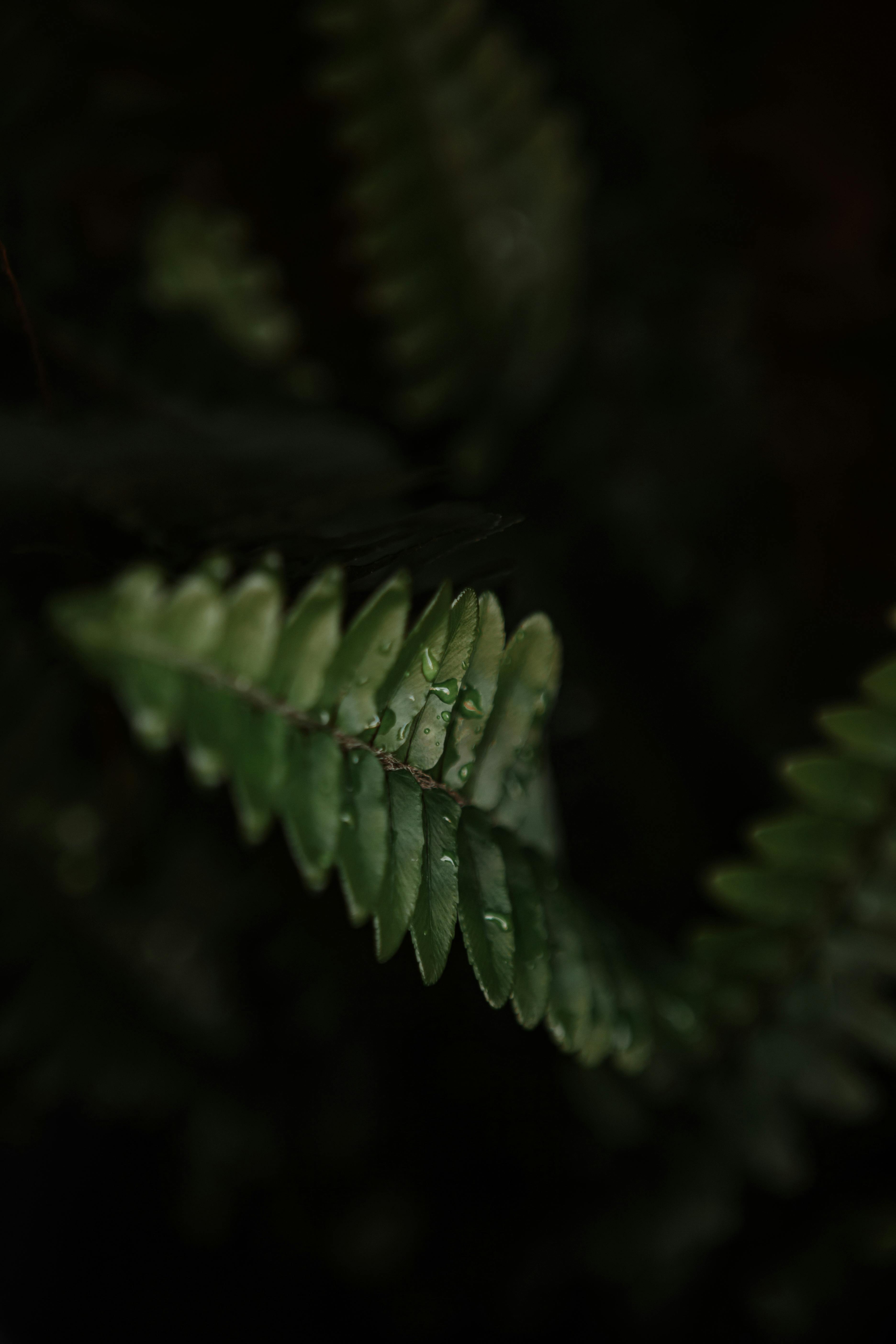 Green Leaf in Close Up Photography · Free Stock Photo