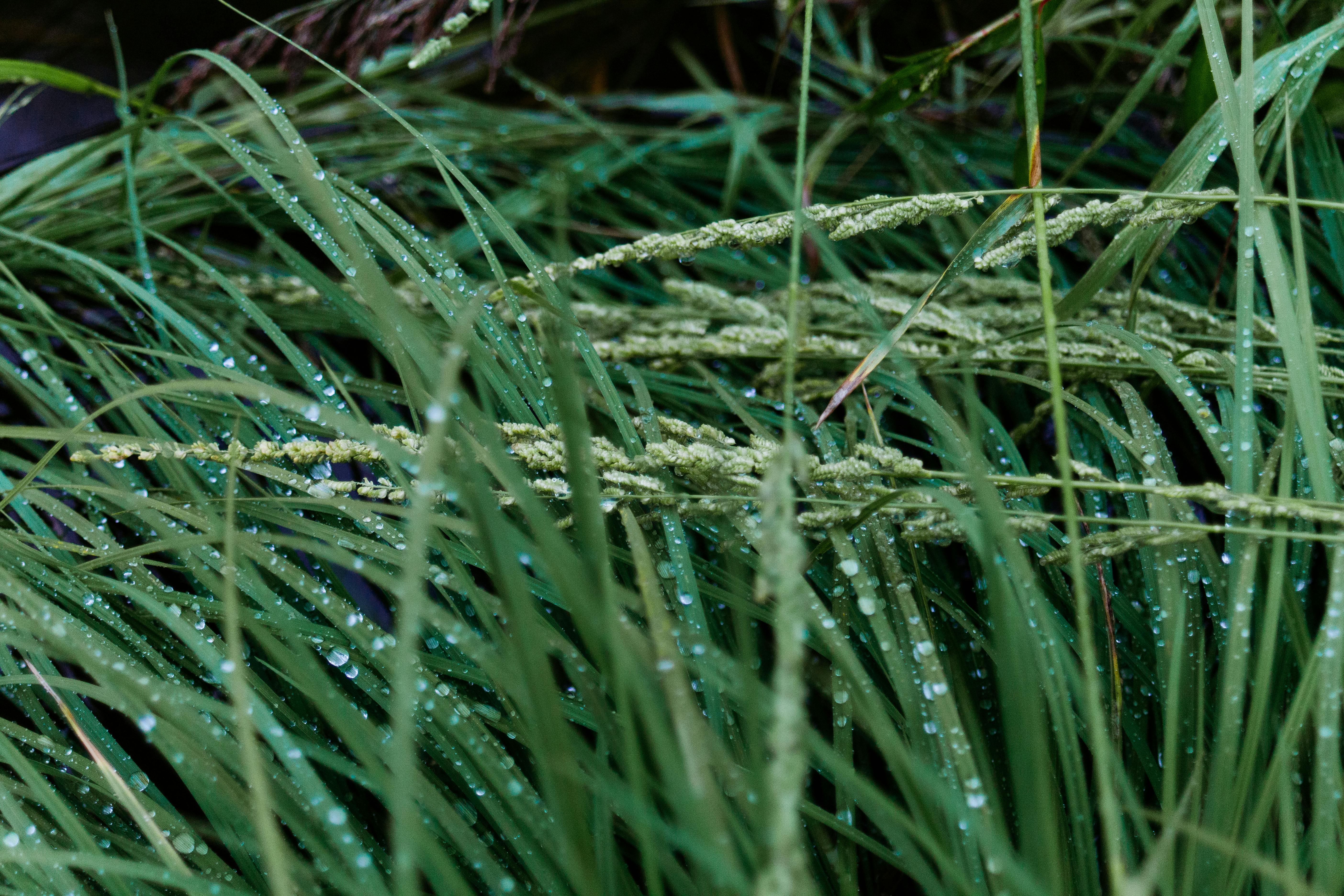 Dew on grass and plants in nature · Free Stock Photo