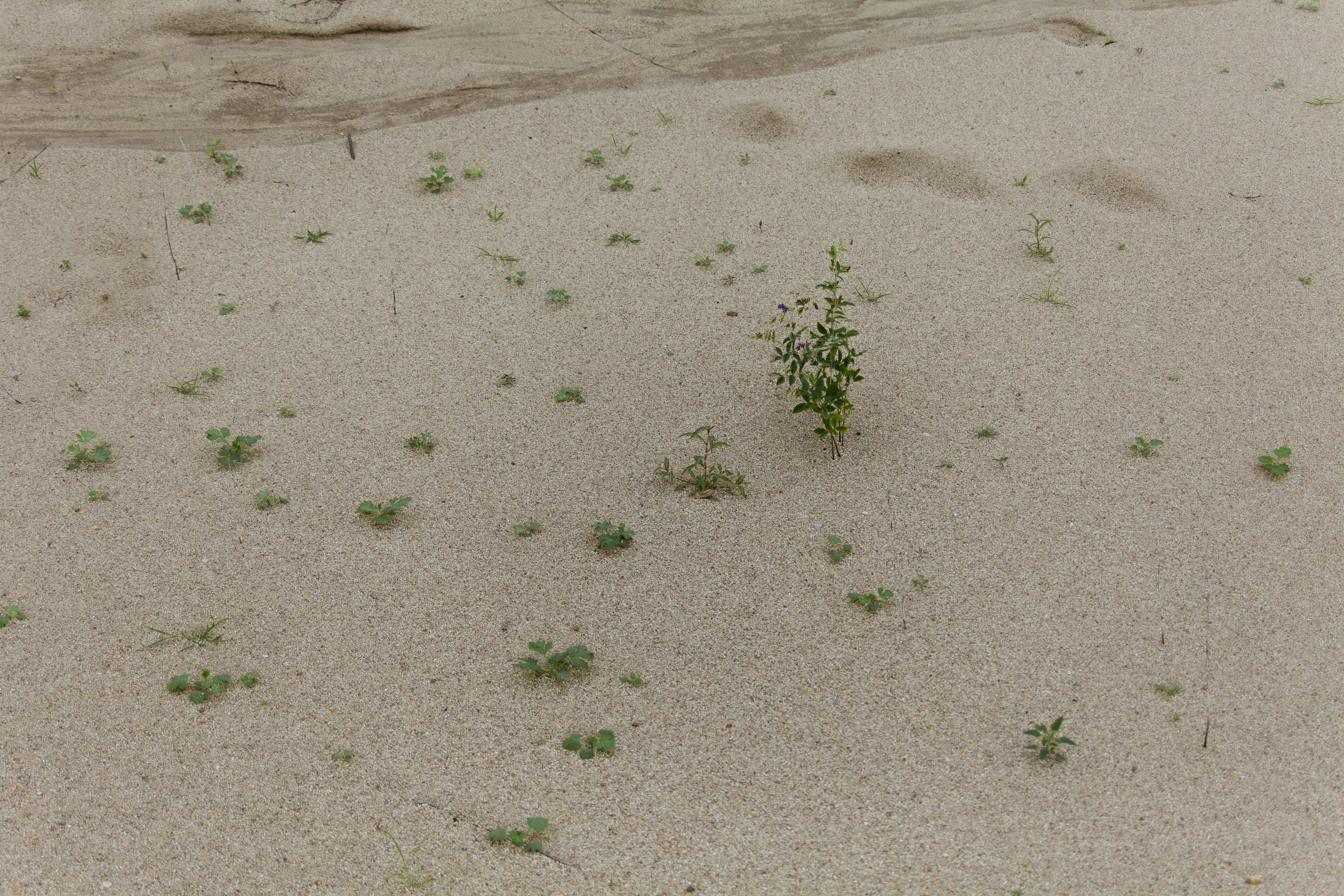 Sandy shore with green plants in daytime · Free Stock Photo