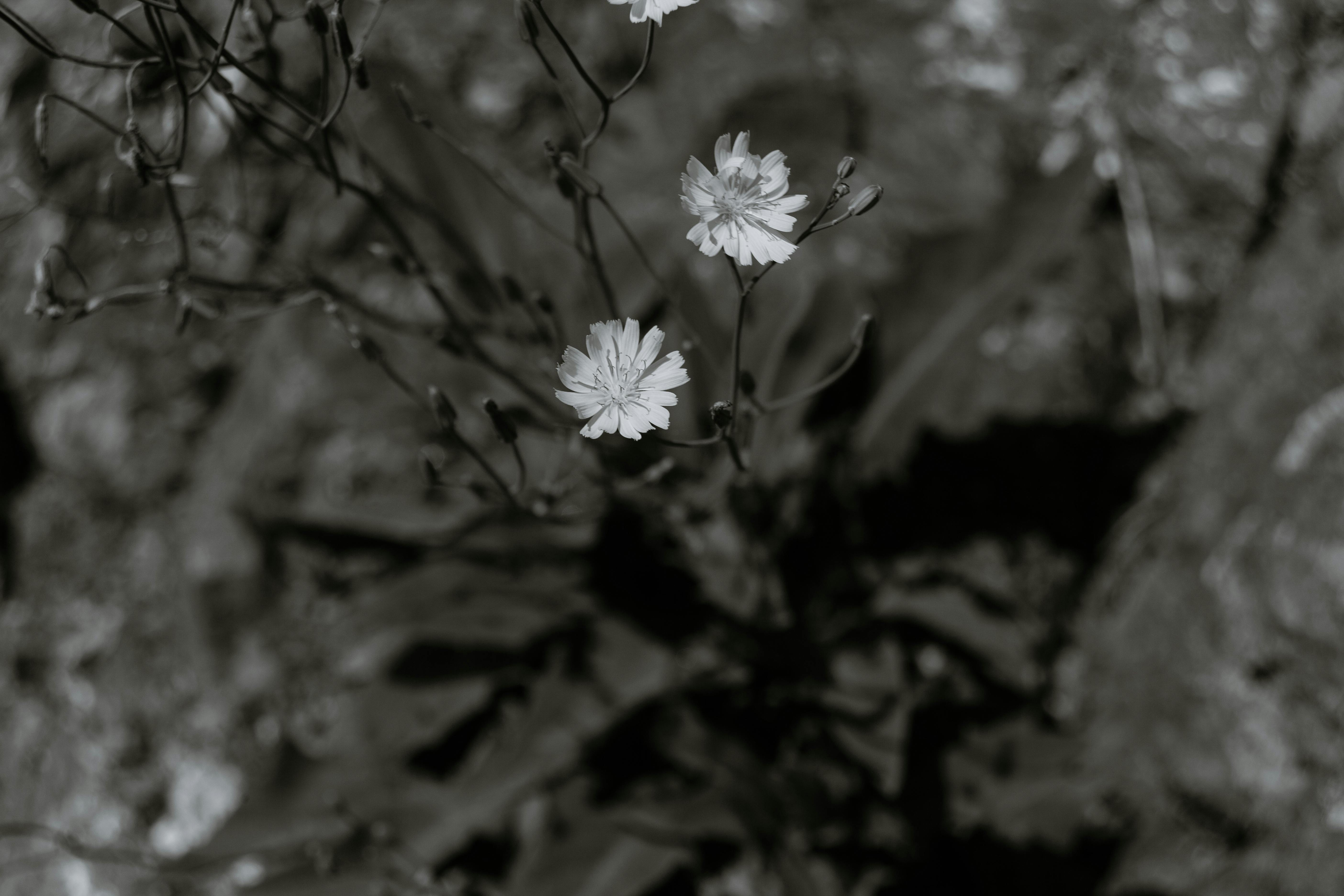 High Resolution Flower Garden Scenery Photos, Download The BEST Free ...