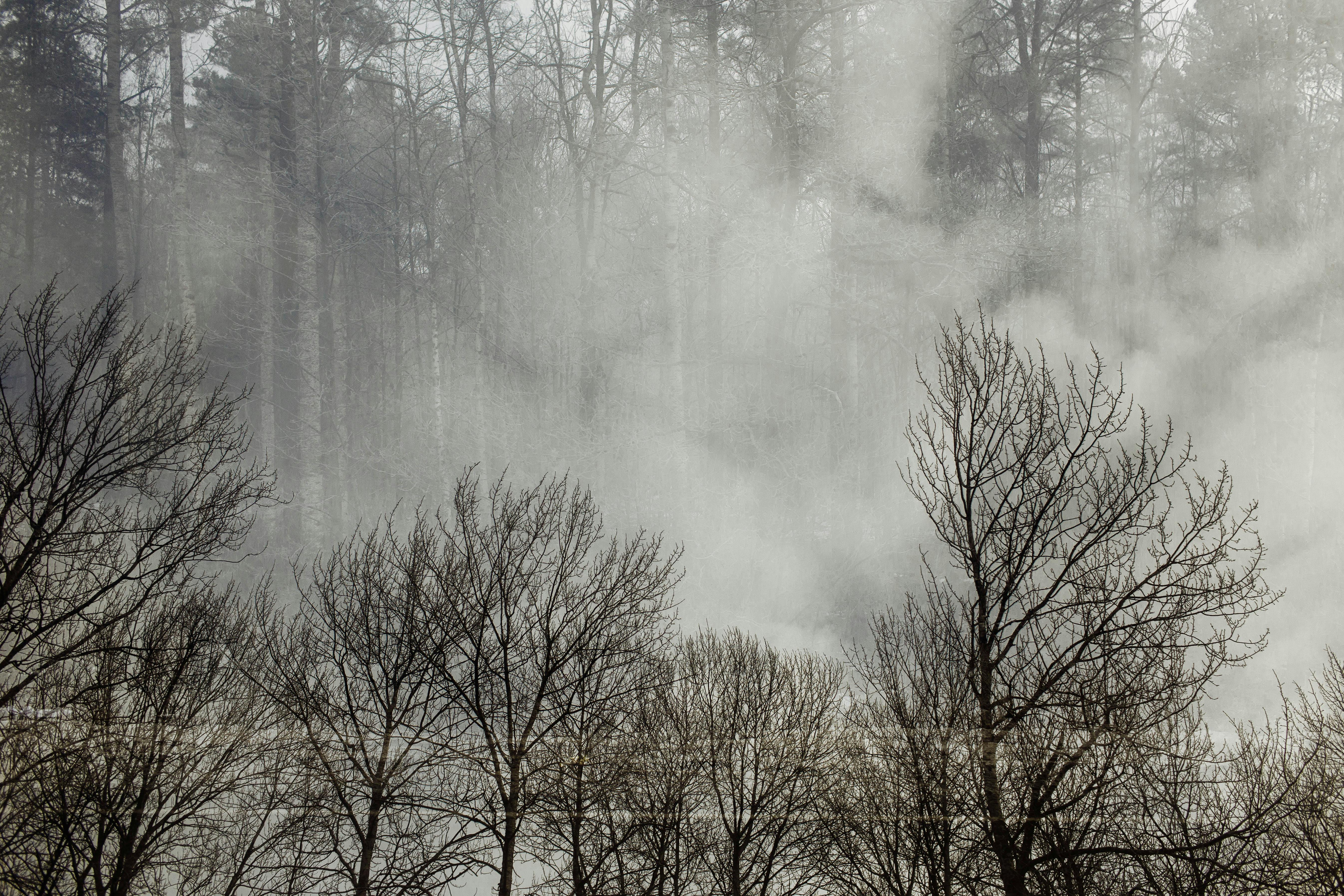 60+ Best Smokey Photos · 100% Free Download · Pexels Stock Photos
