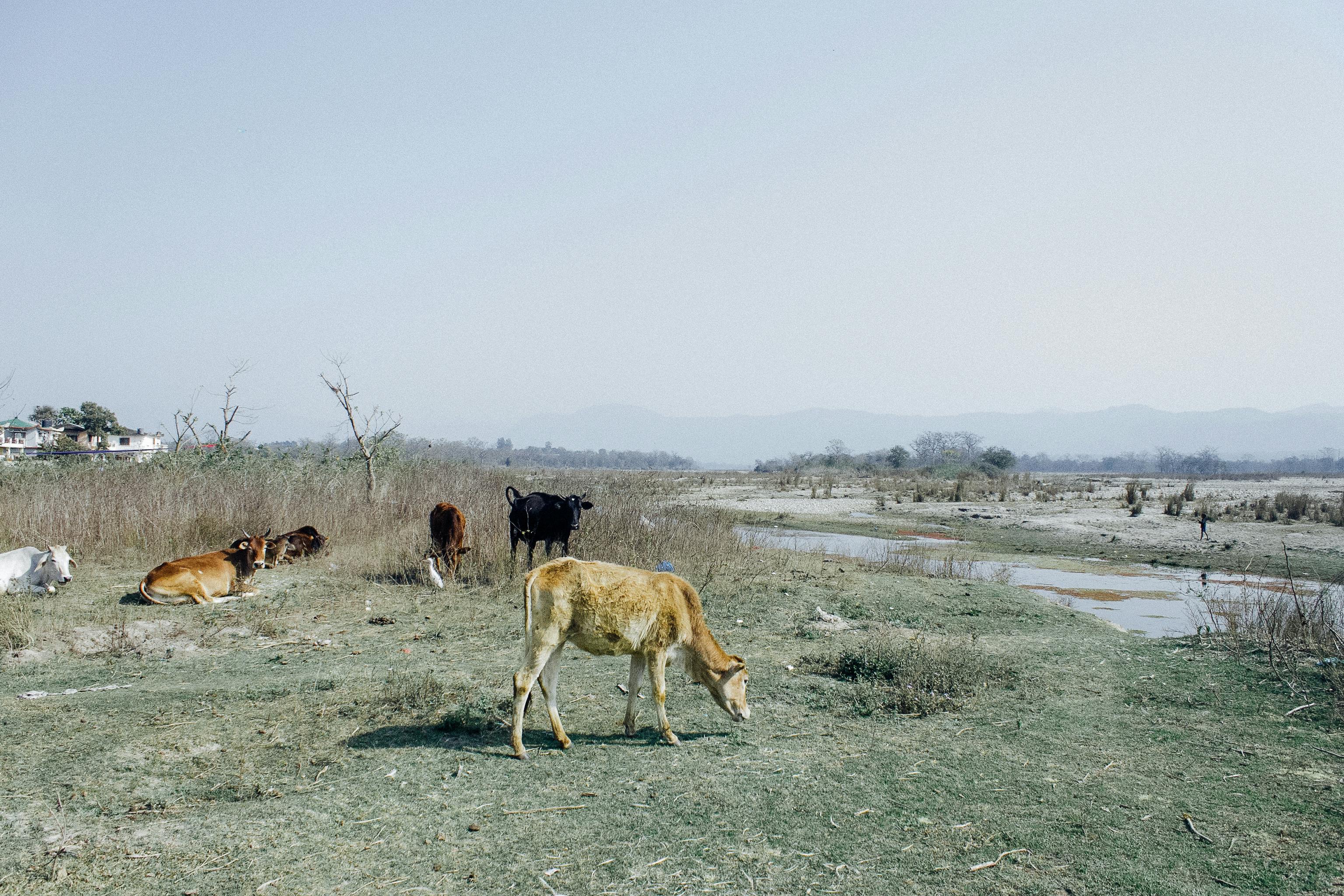 Poor cattle grazing on pasture near small lake · Free Stock Photo