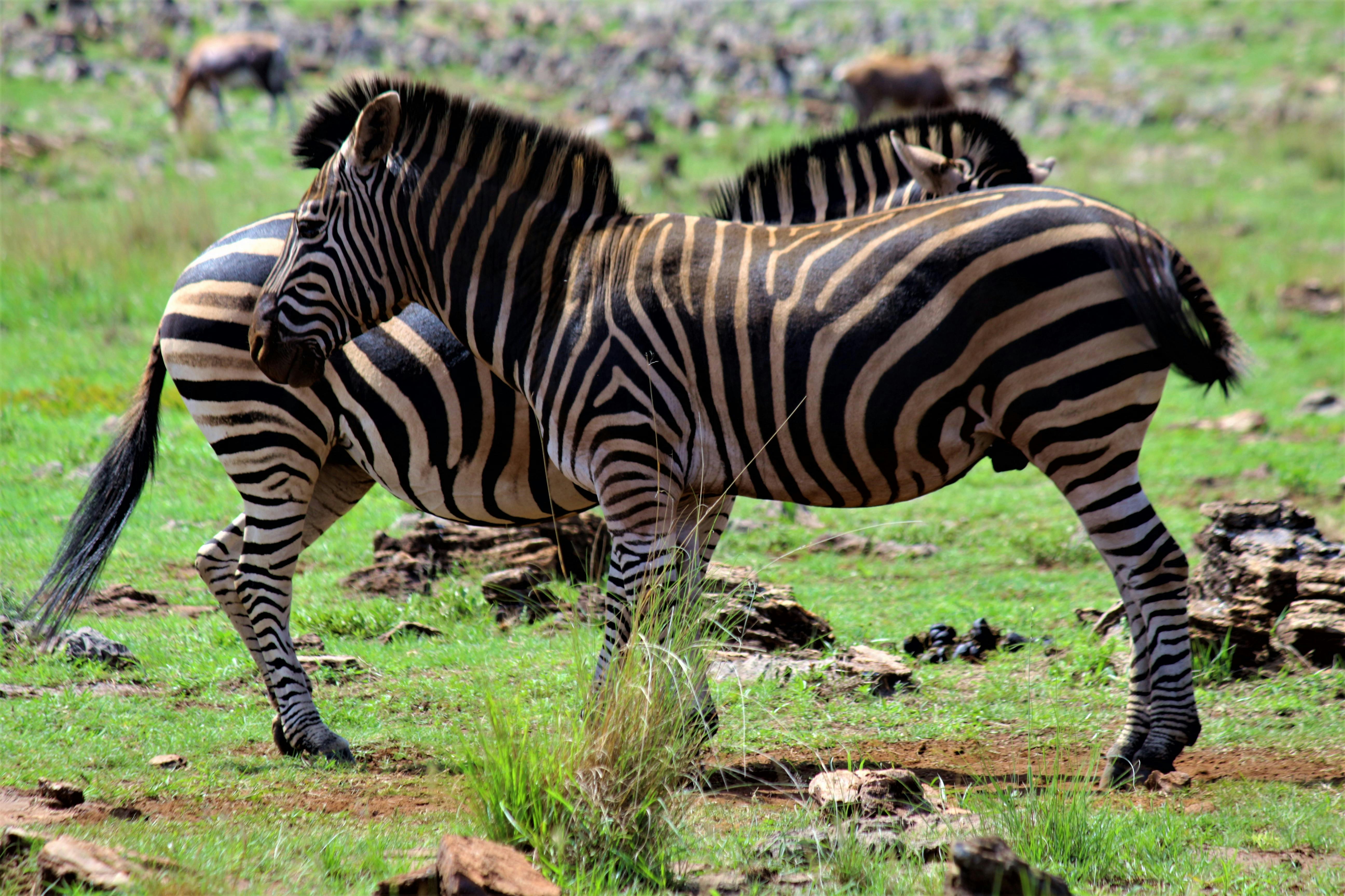 Photograph of Zebras Near Trees · Free Stock Photo