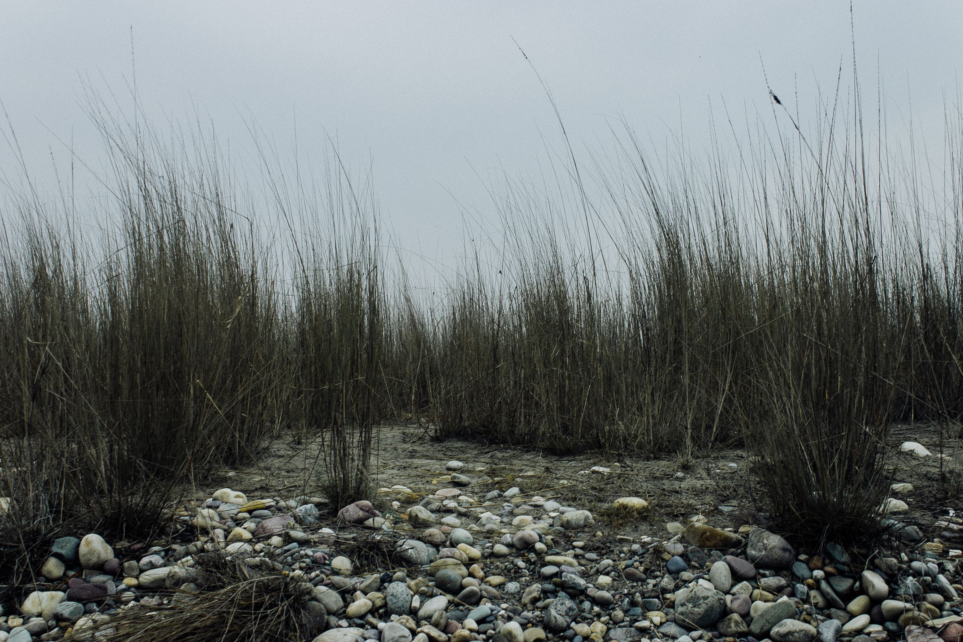 Beach Botanical Photos, Download The BEST Free Beach Botanical Stock ...