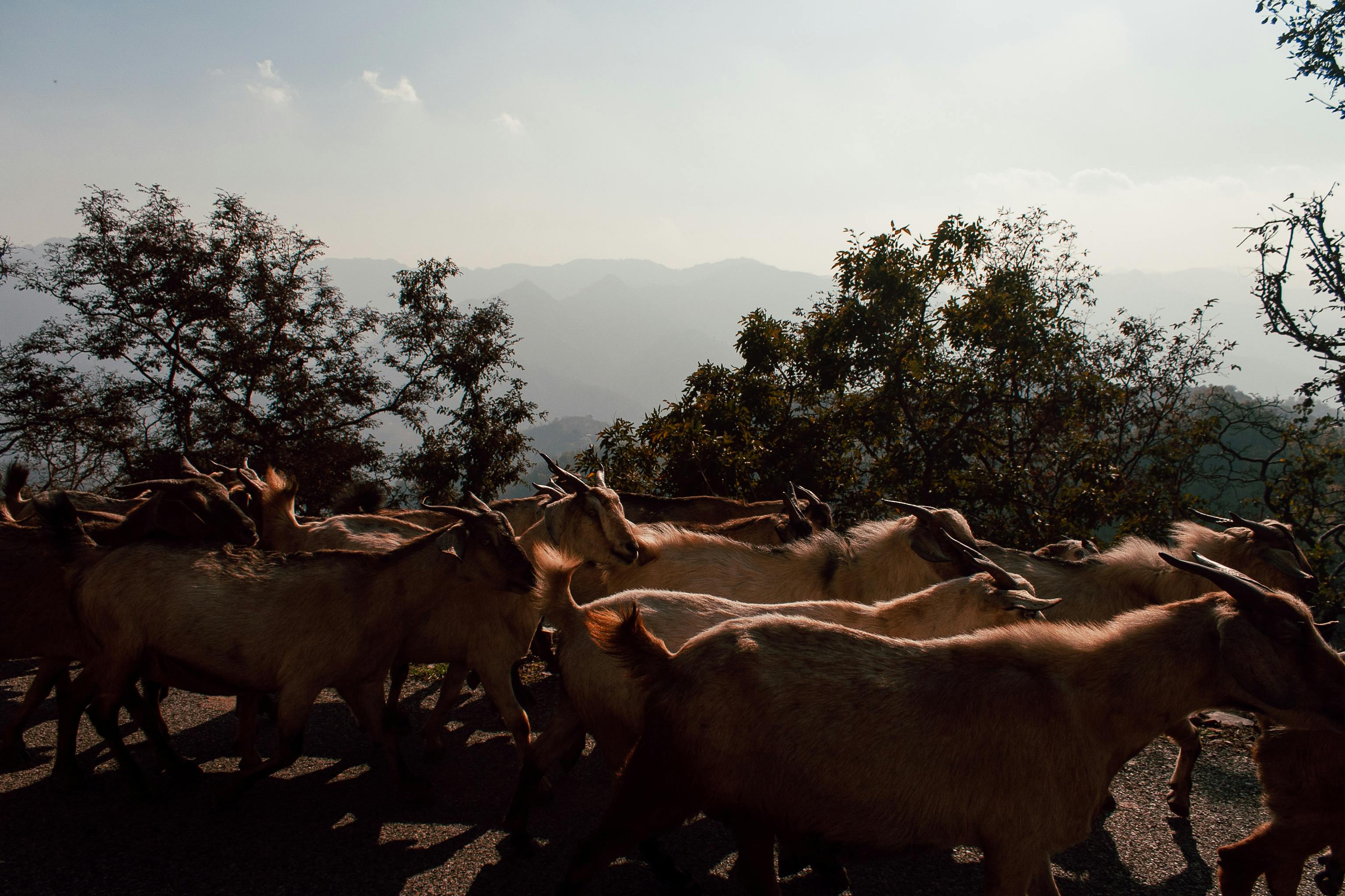 Herd Of Goat Photos, Download The BEST Free Herd Of Goat Stock Photos ...