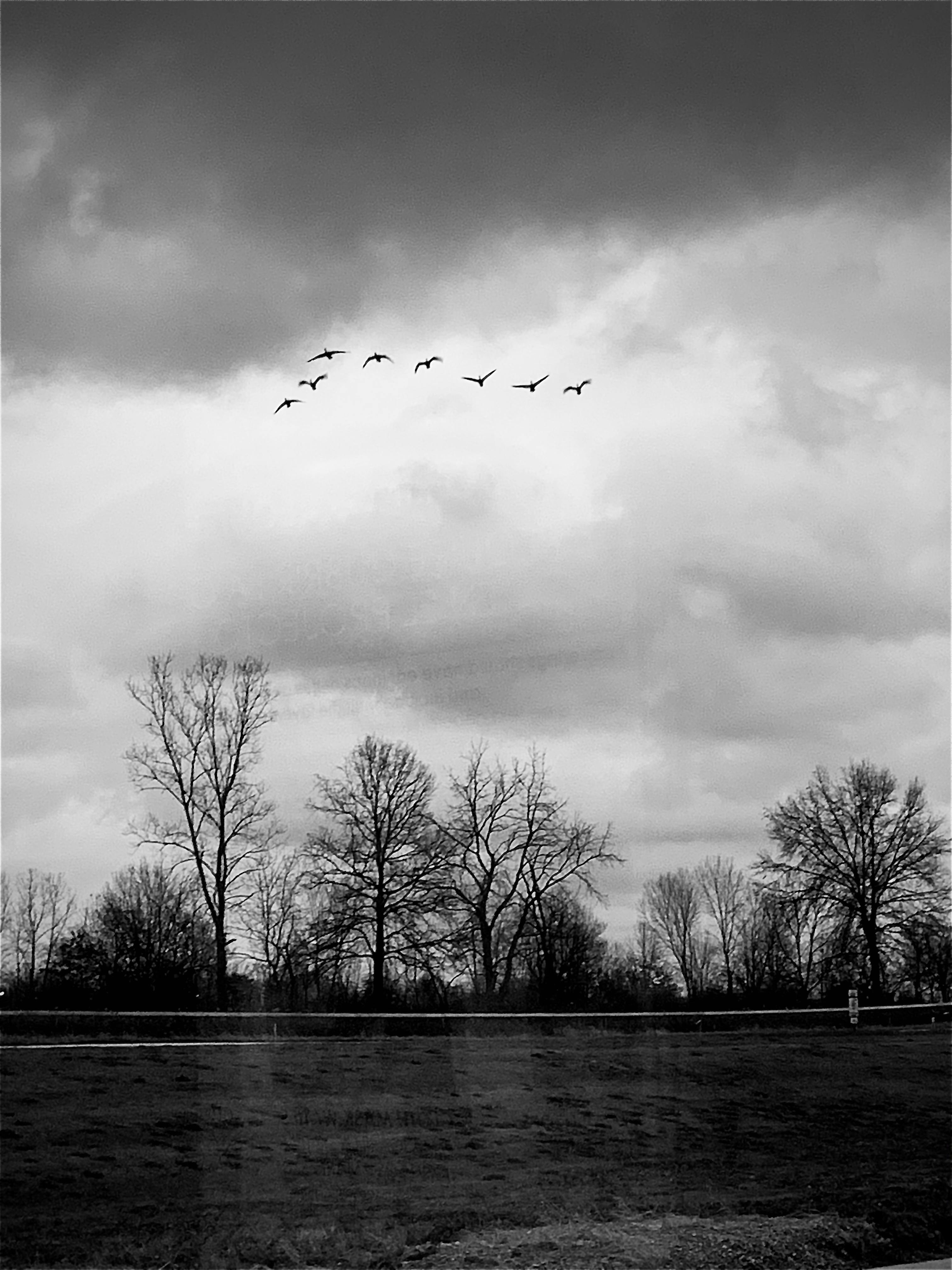 Grayscale Photo of Birds Flying · Free Stock Photo