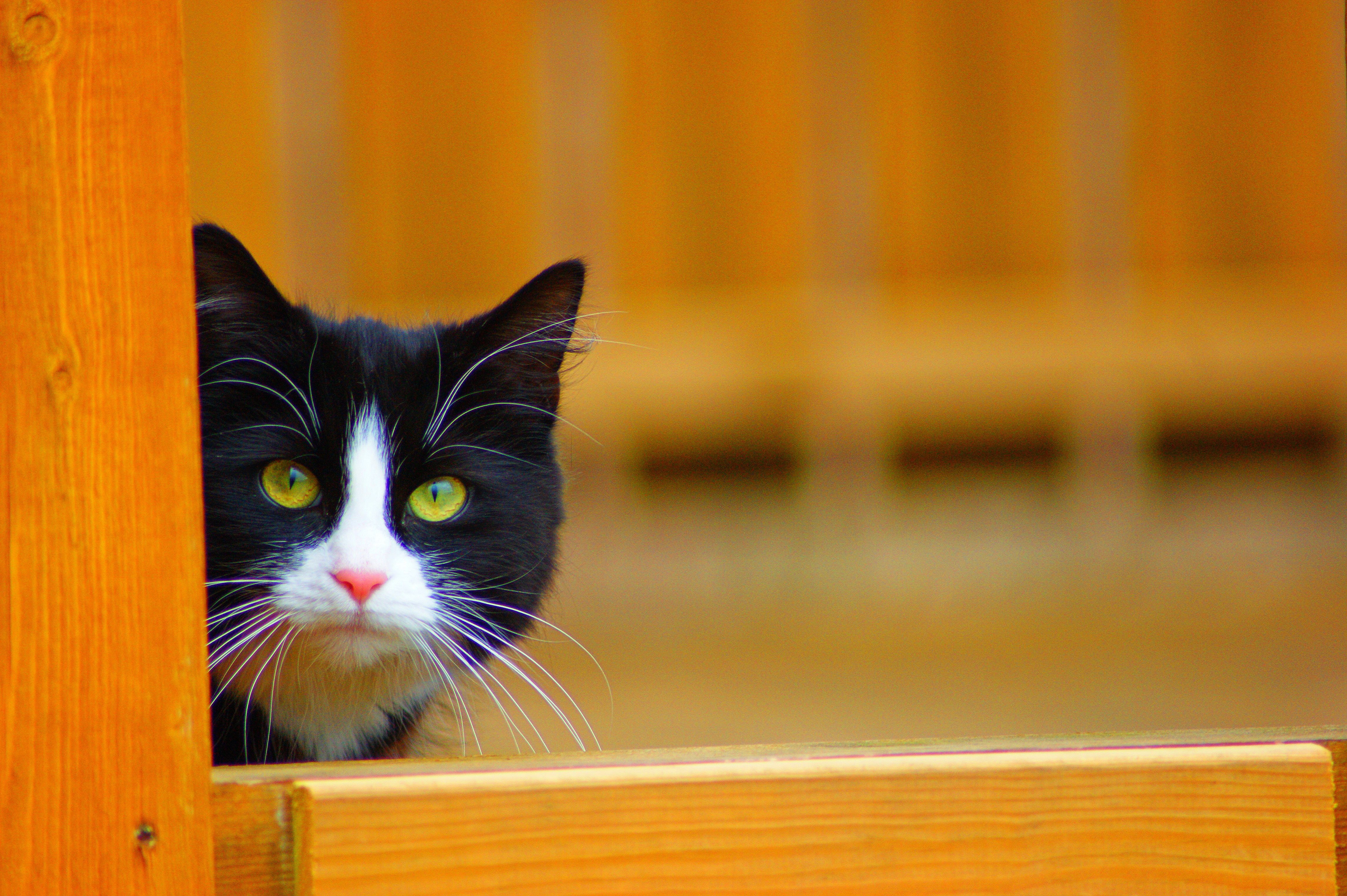 Free stock photo of norwegian forest cat