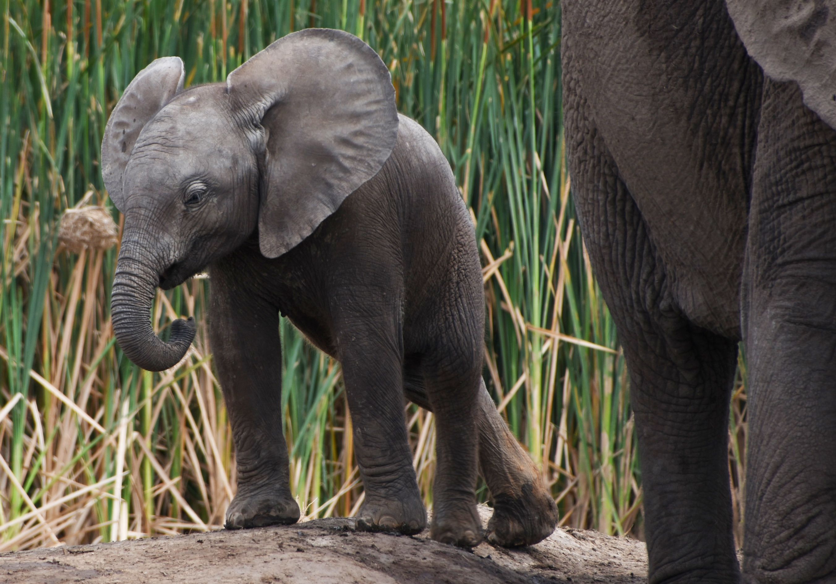 Grey Elephant Walking on Green Grass · Free Stock Photo