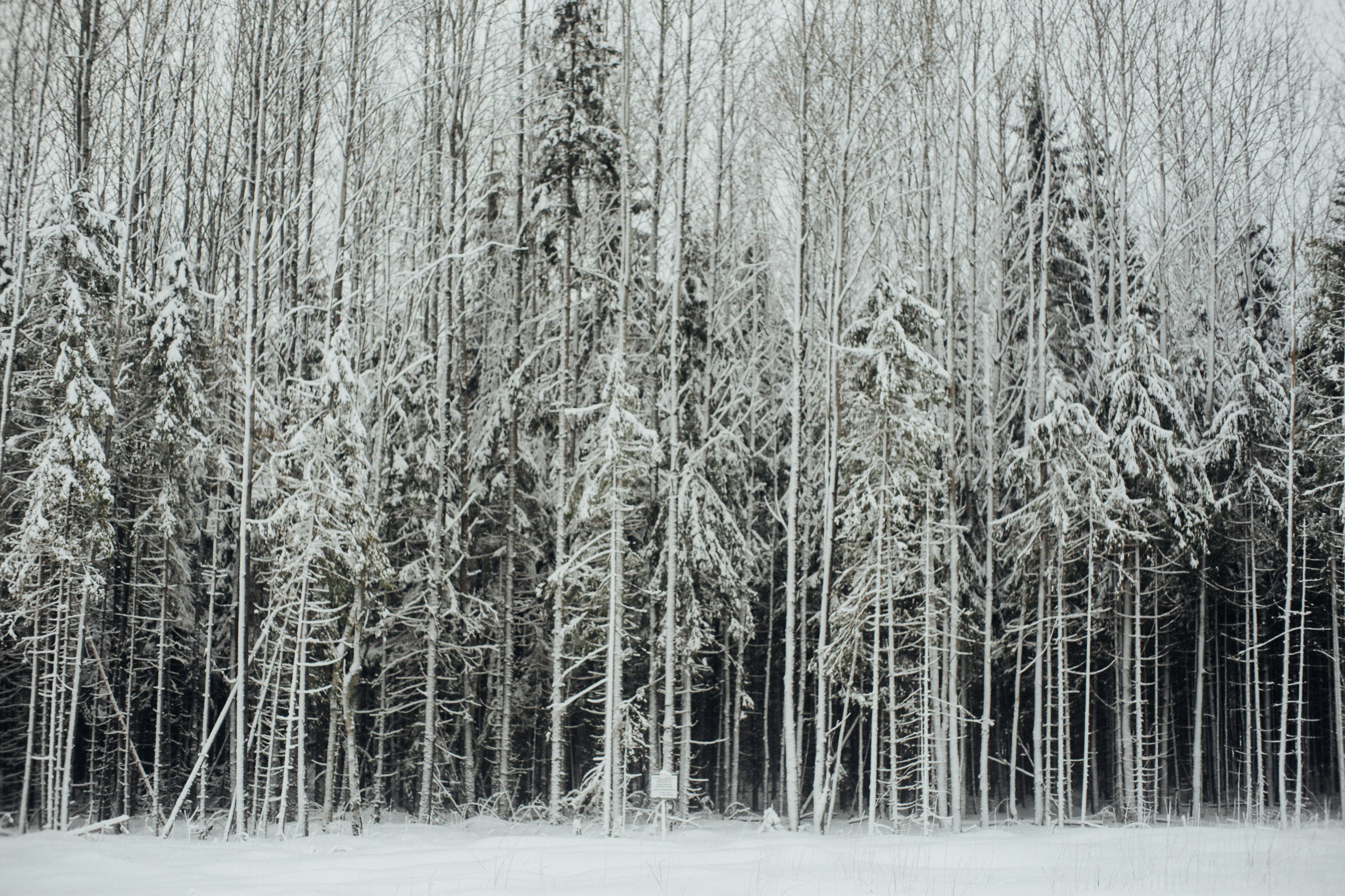 Winter forest in snow in daytime · Free Stock Photo