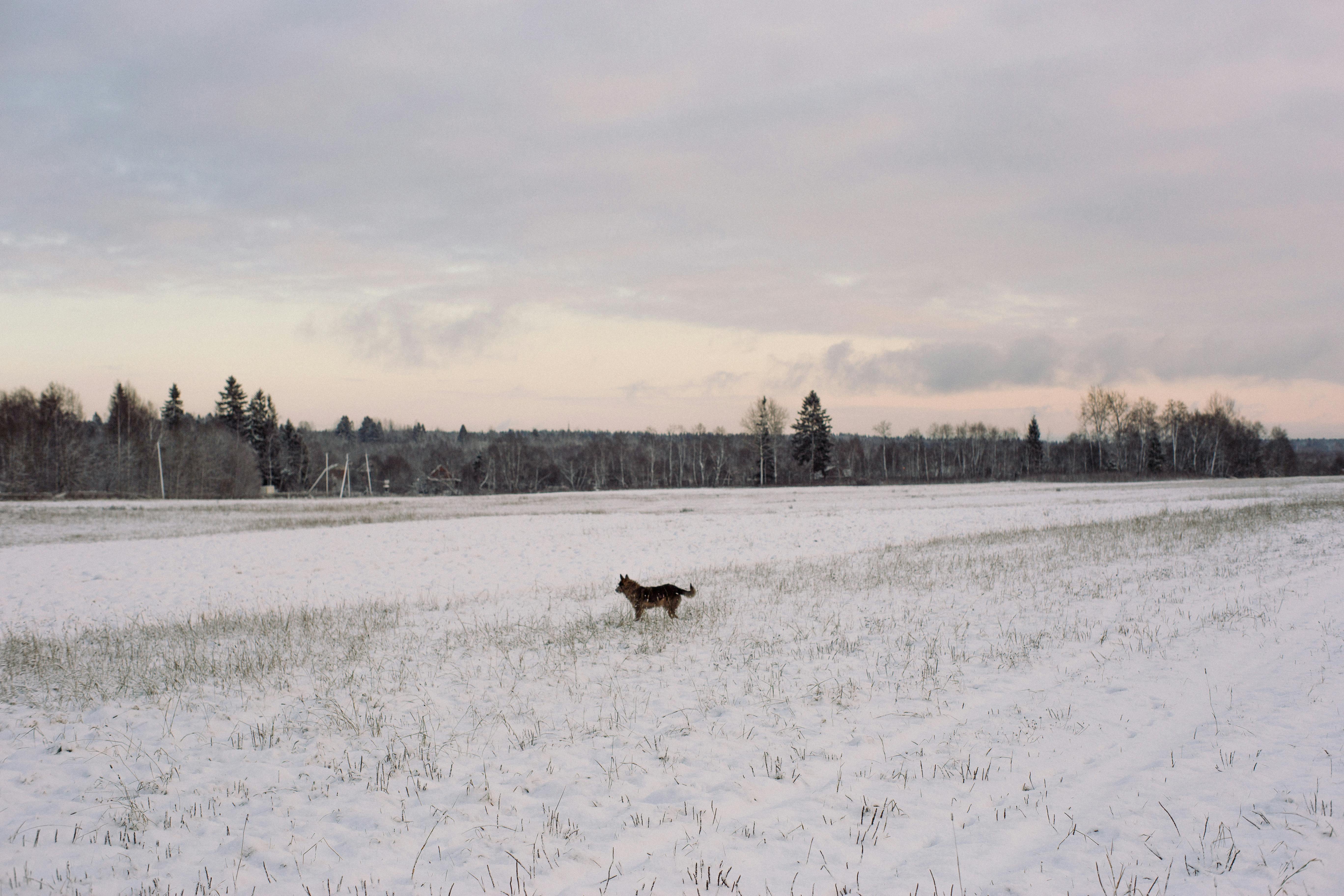 Dog in endless snowy field with trees · Free Stock Photo