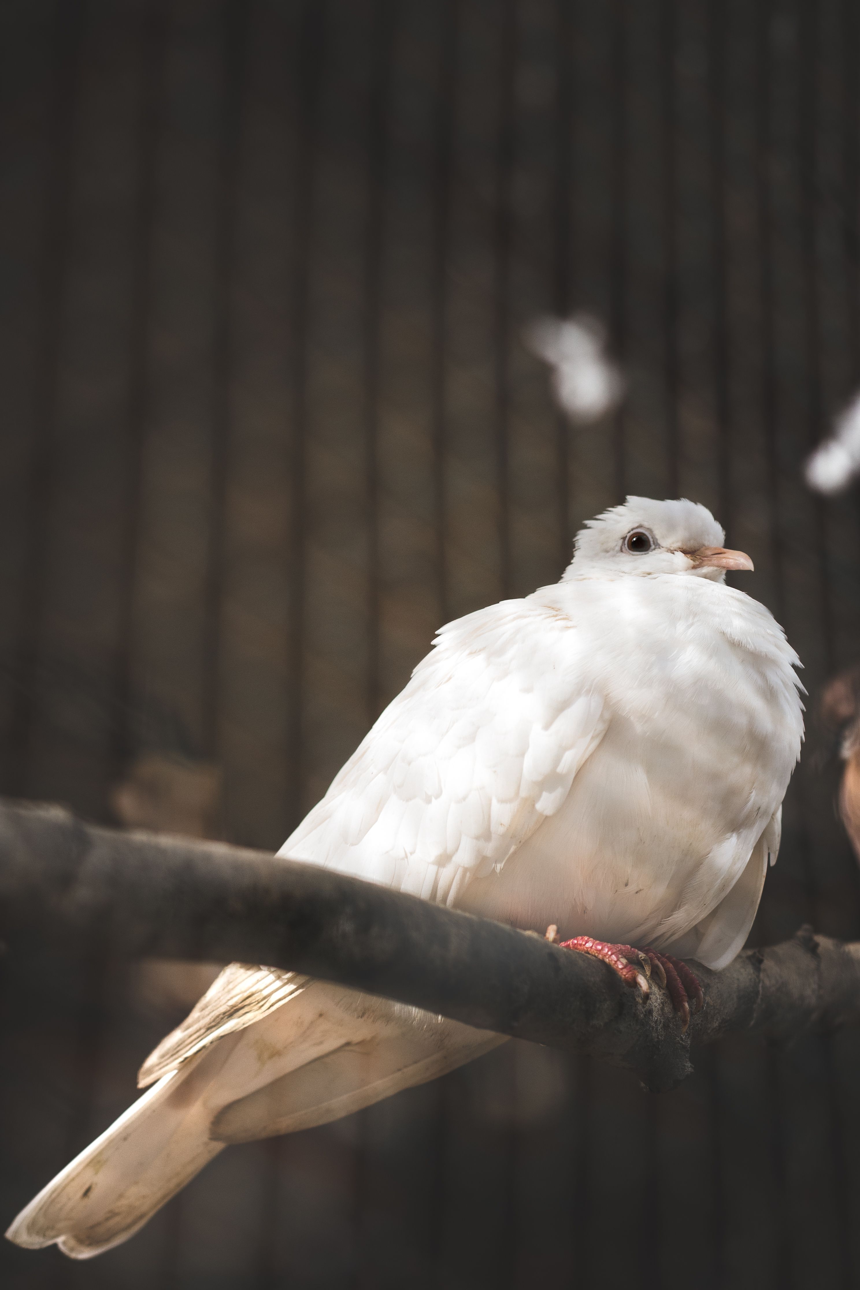 White Bird on Persons Hand · Free Stock Photo