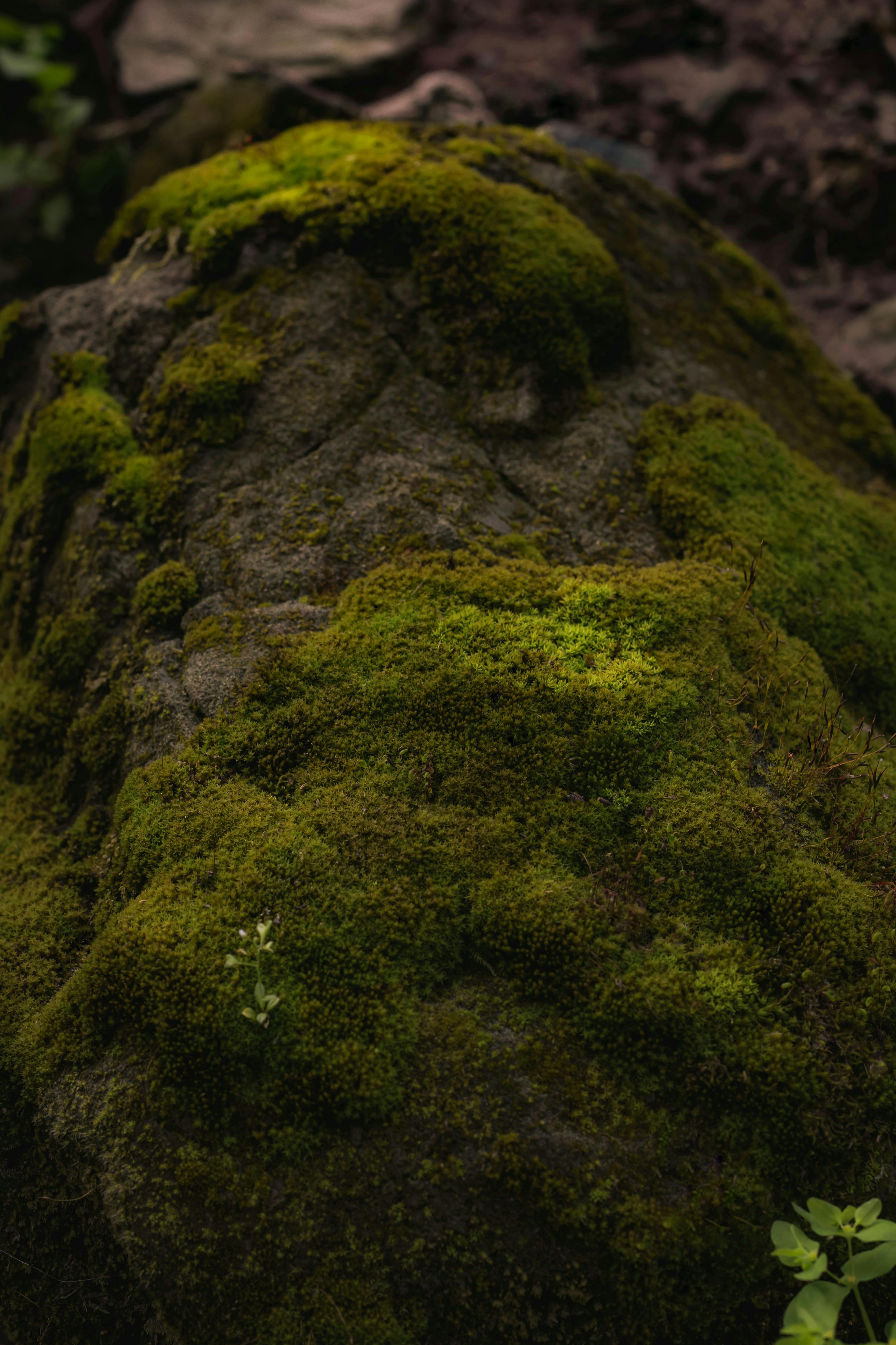 Green Moss on Rock · Free Stock Photo