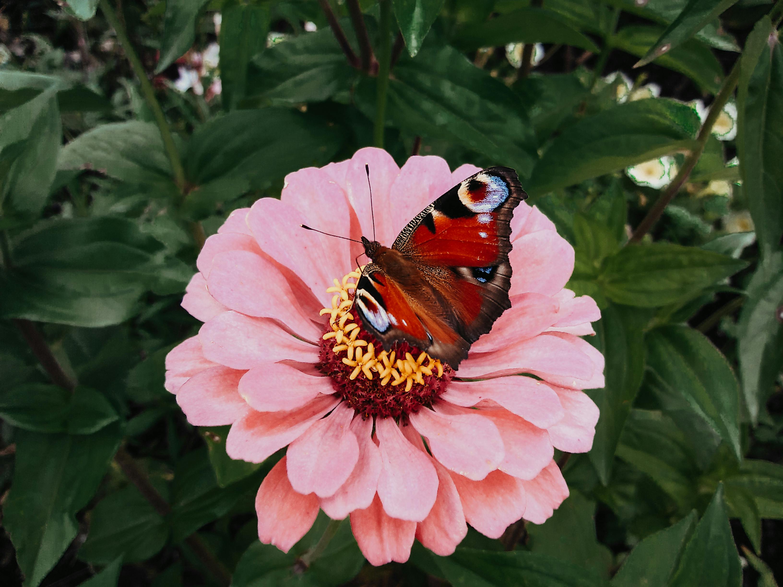 Common rose butterfly on green leaf · Free Stock Photo