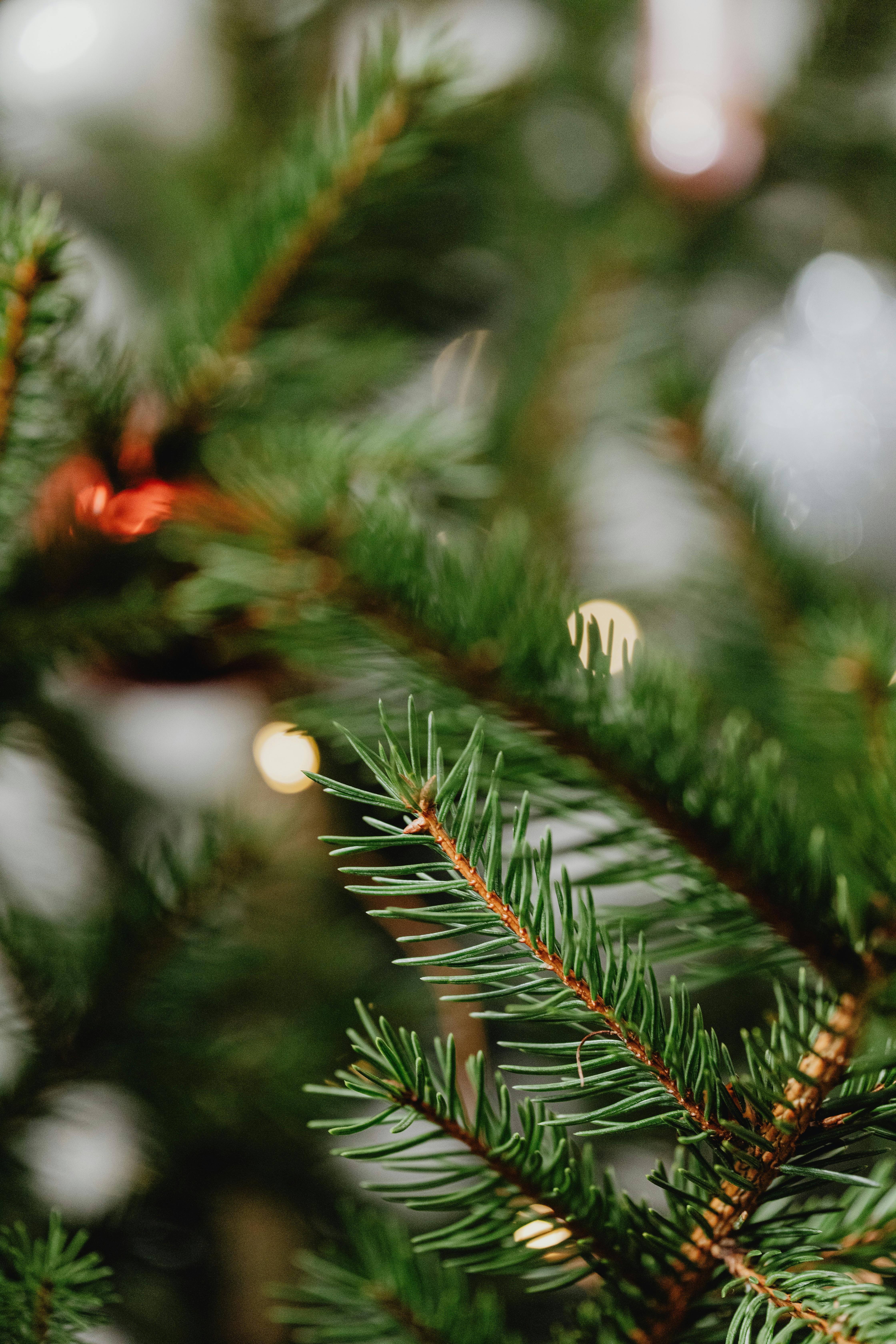 Close Up Shot of a Christmas Tree · Free Stock Photo