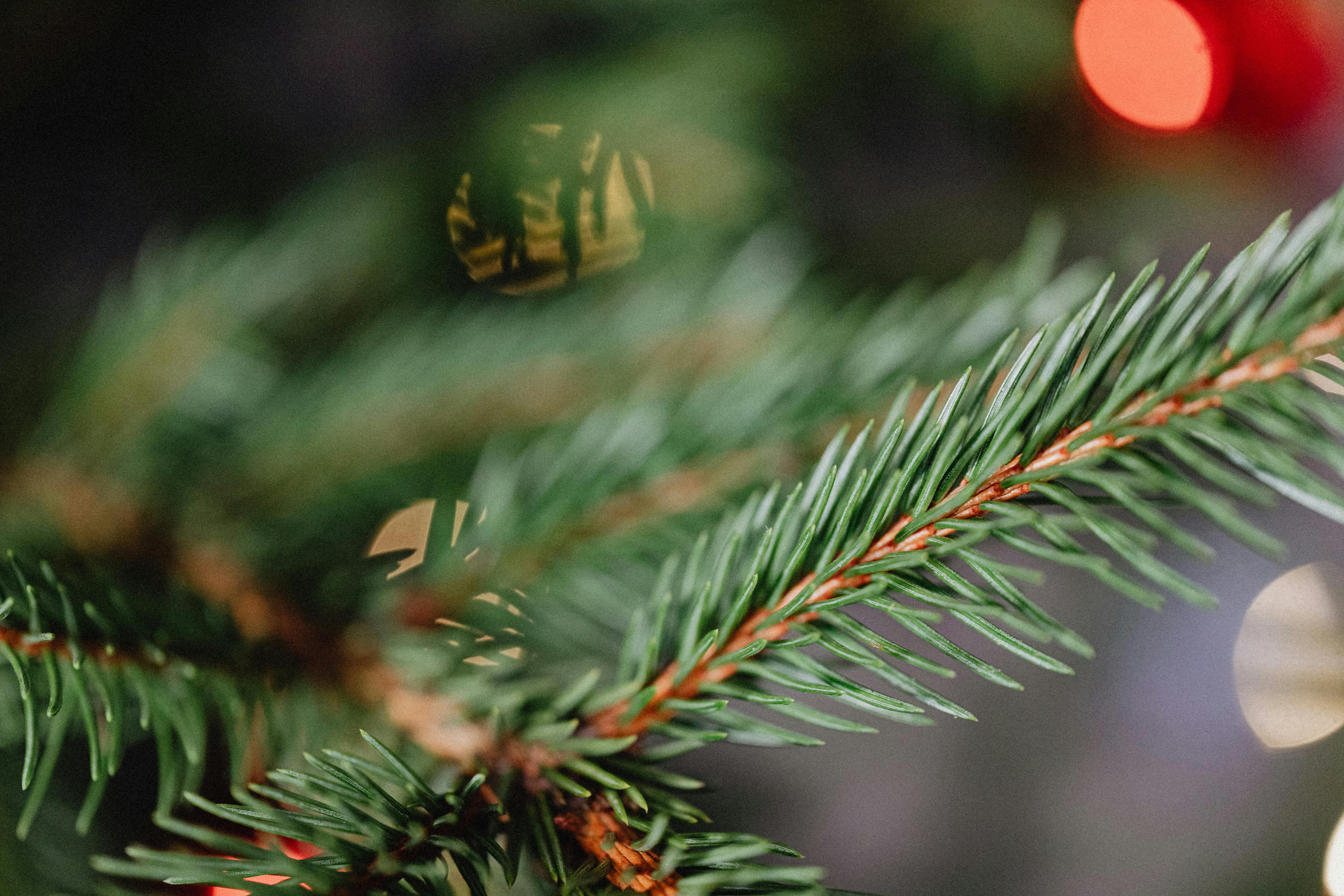 Christmas Tree No Background Photos, Download The BEST Free Christmas ...