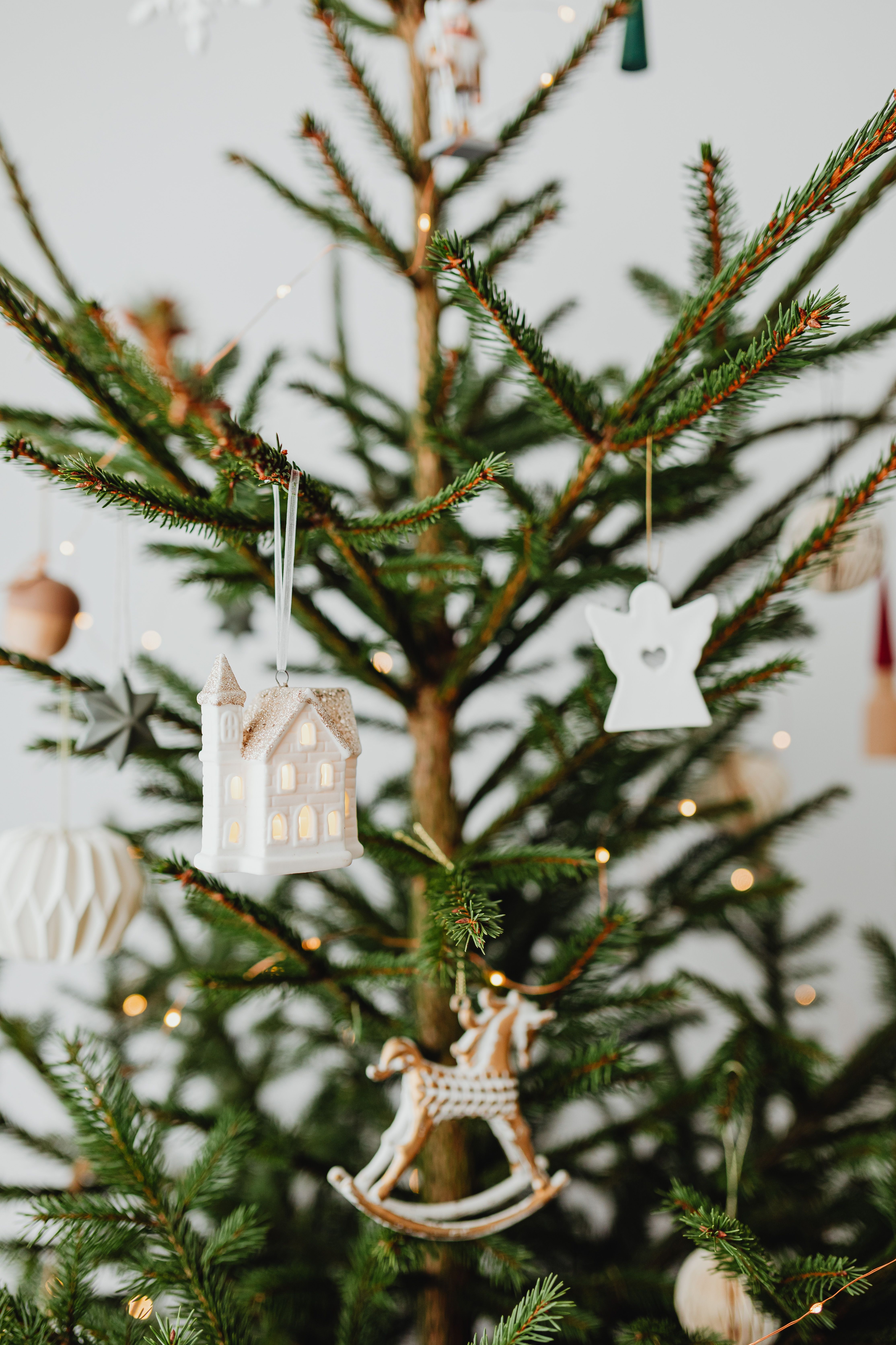 Real Christmas Tree Photos, Download The BEST Free Real Christmas Tree ...