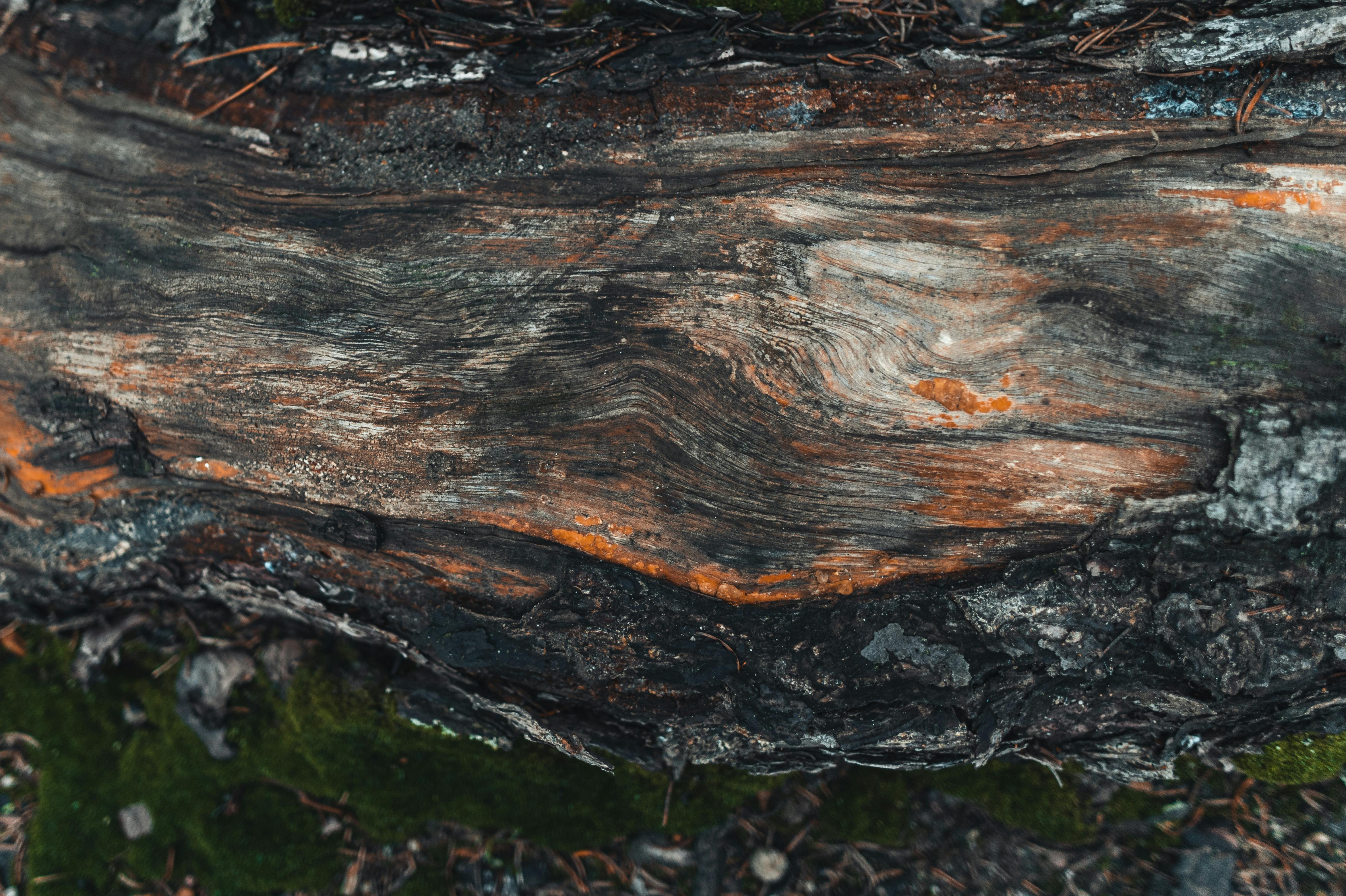 Close Up Photo of a Tree Log · Free Stock Photo