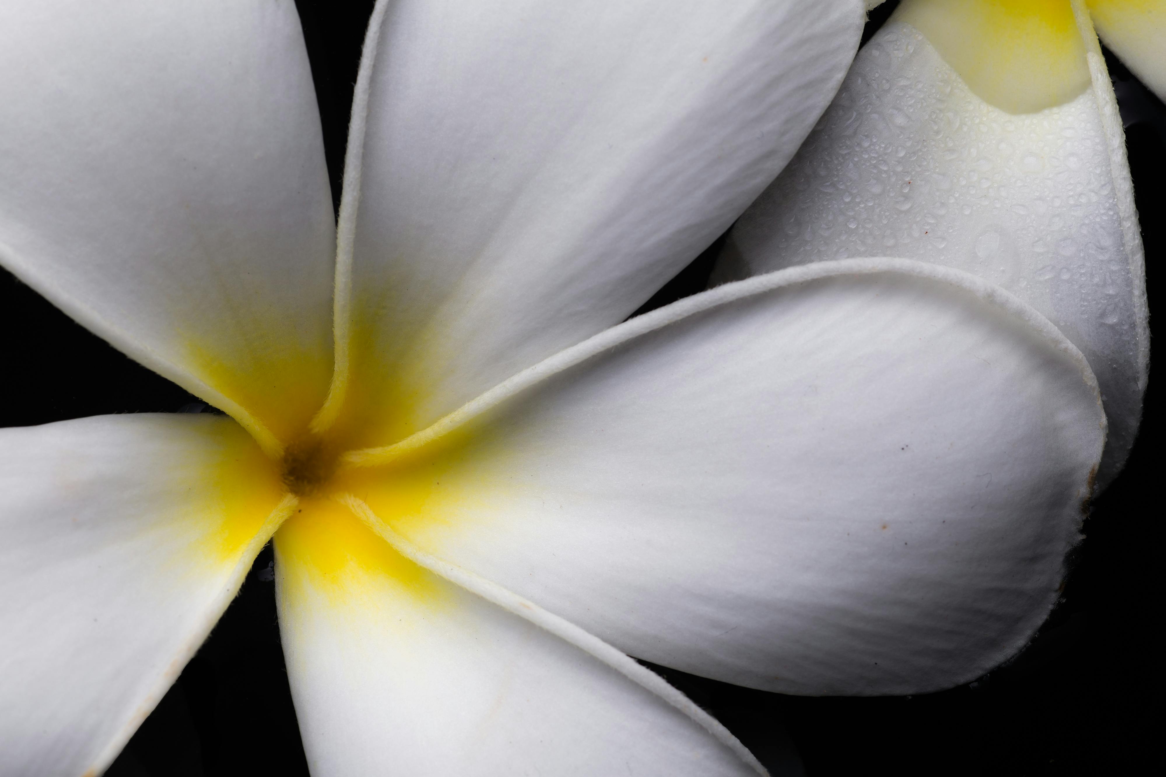 Closeup Photo of White Petaled Flowers Red and Yellow Stigma · Free ...