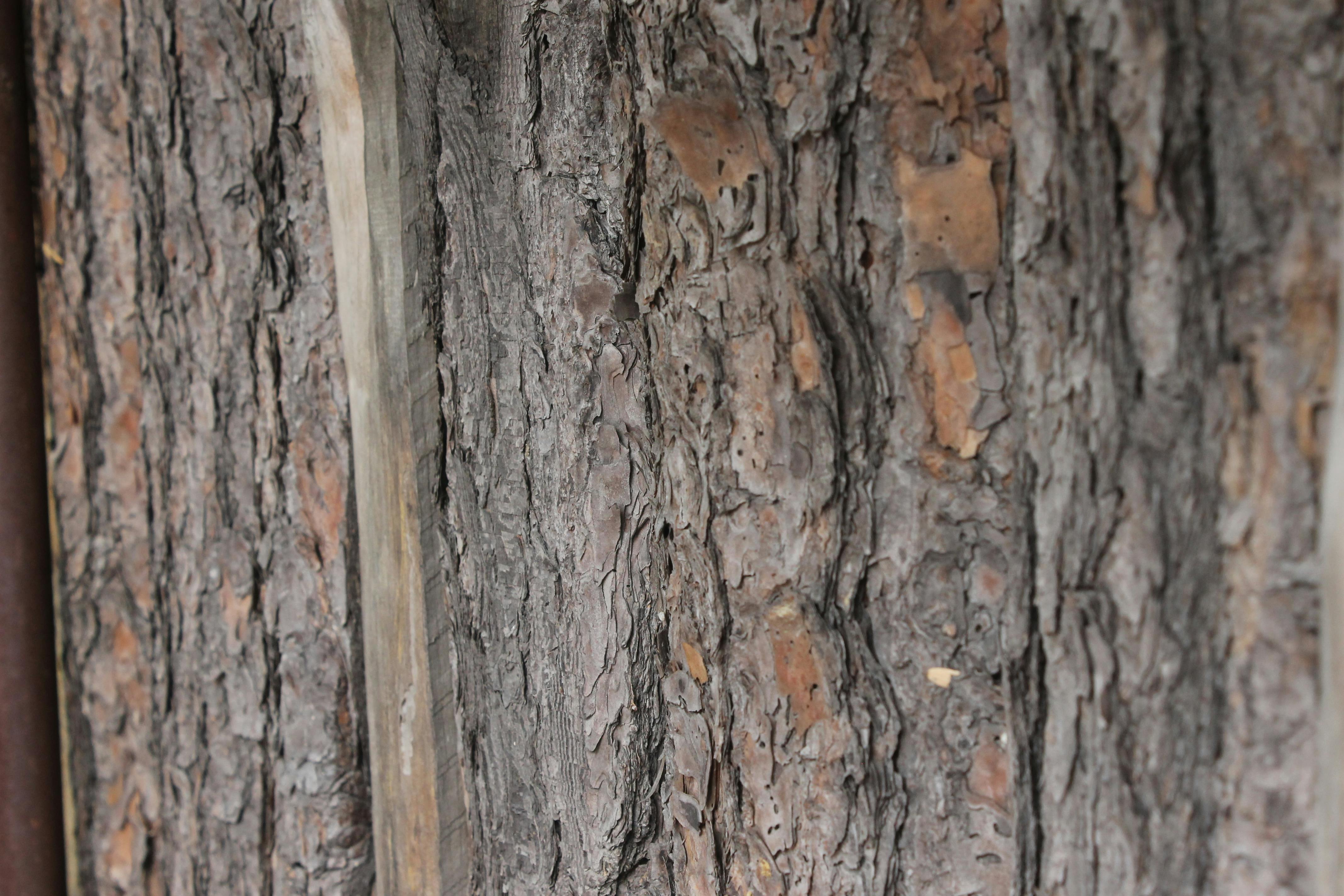 Free stock photo of texture, tree, wood