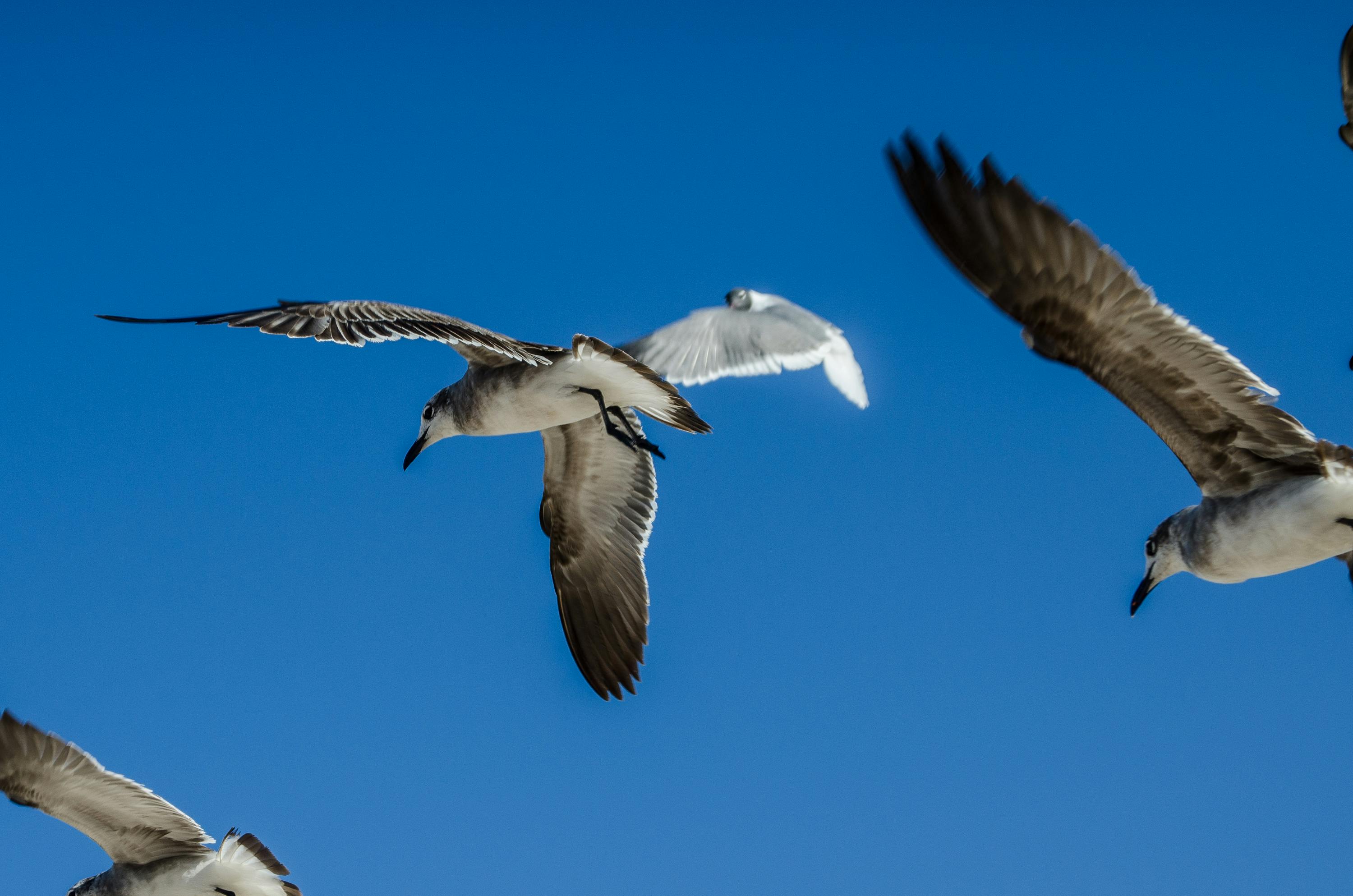 White and Brown Bird Flying Under Blue Sky during Daytime · Free Stock ...