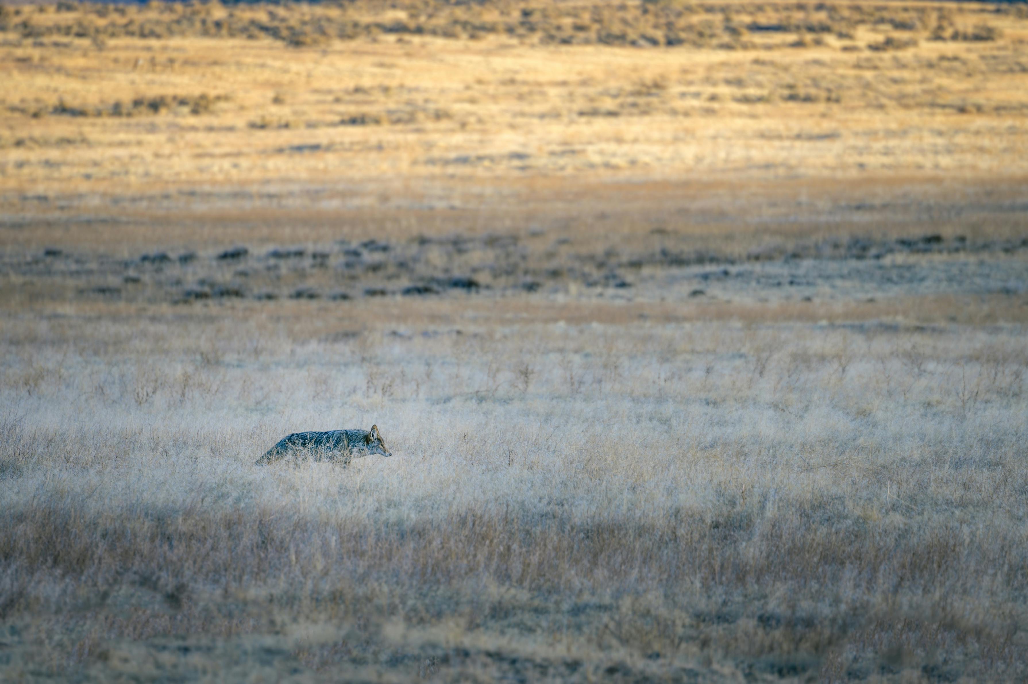 Wild wolf in endless grassy field · Free Stock Photo