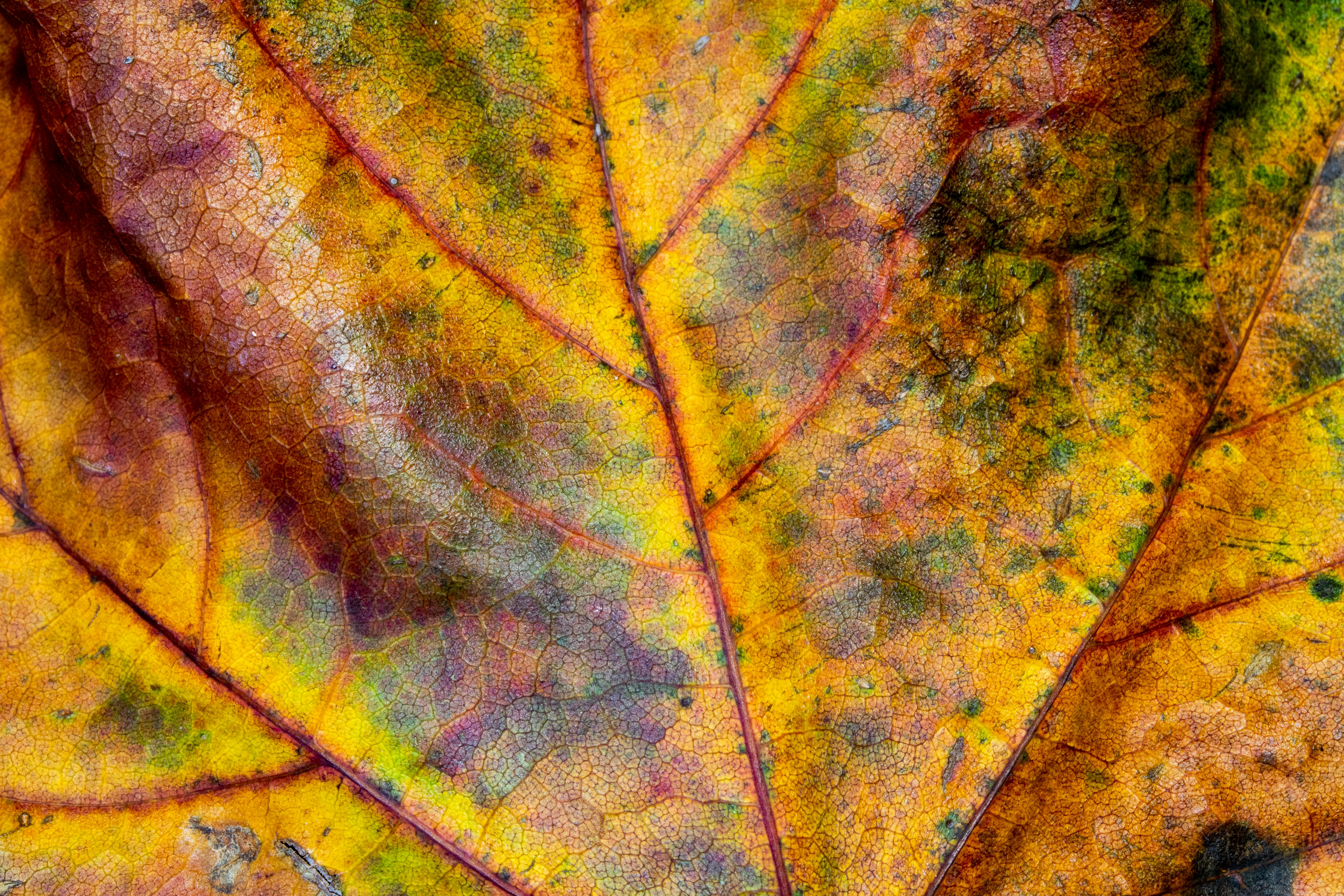 30+ Best Rotting Photos · 100% Free Download · Pexels Stock Photos