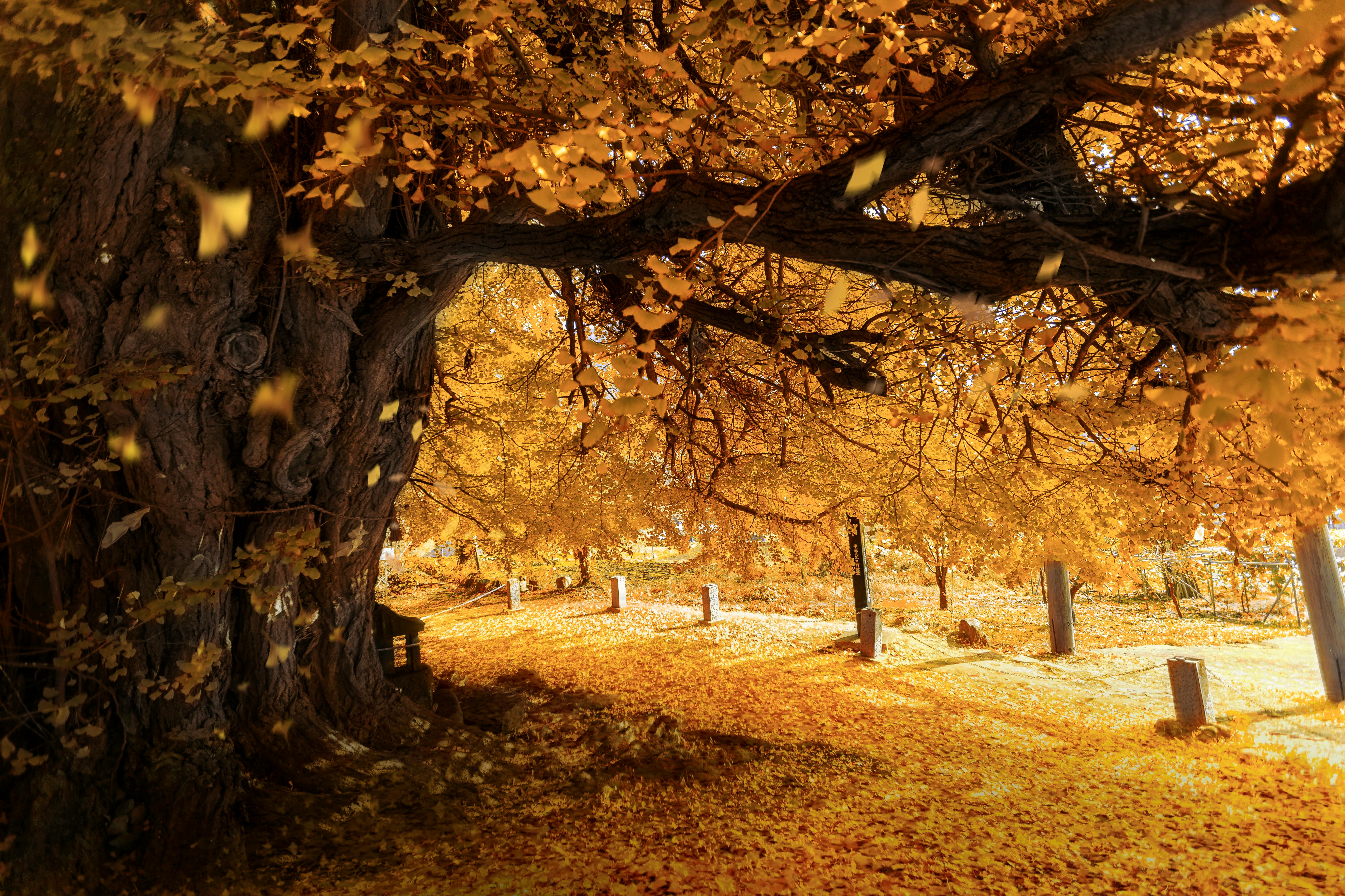 Two Brown Trees · Free Stock Photo
