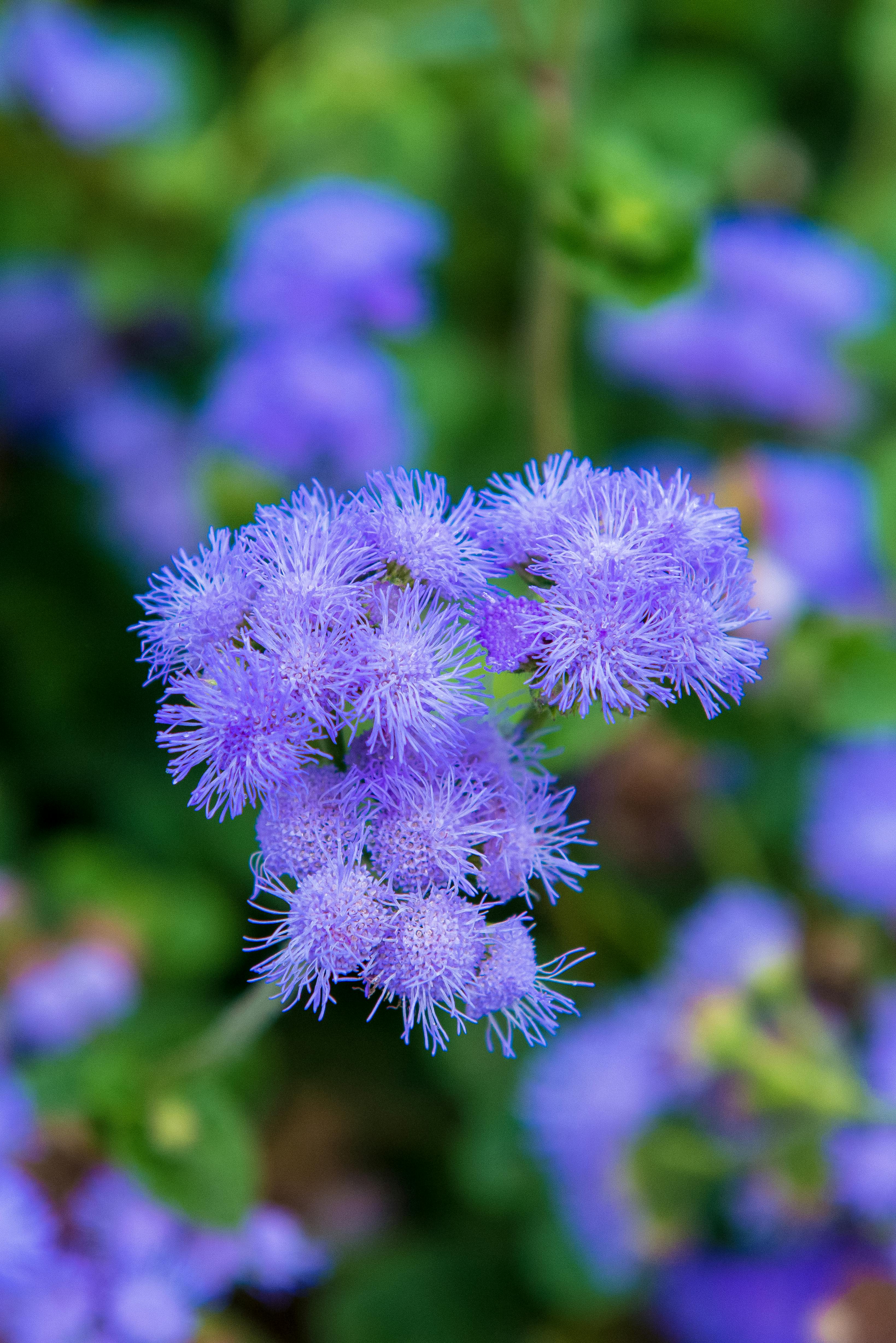 Close-up of Bluemink Flowers · Free Stock Photo