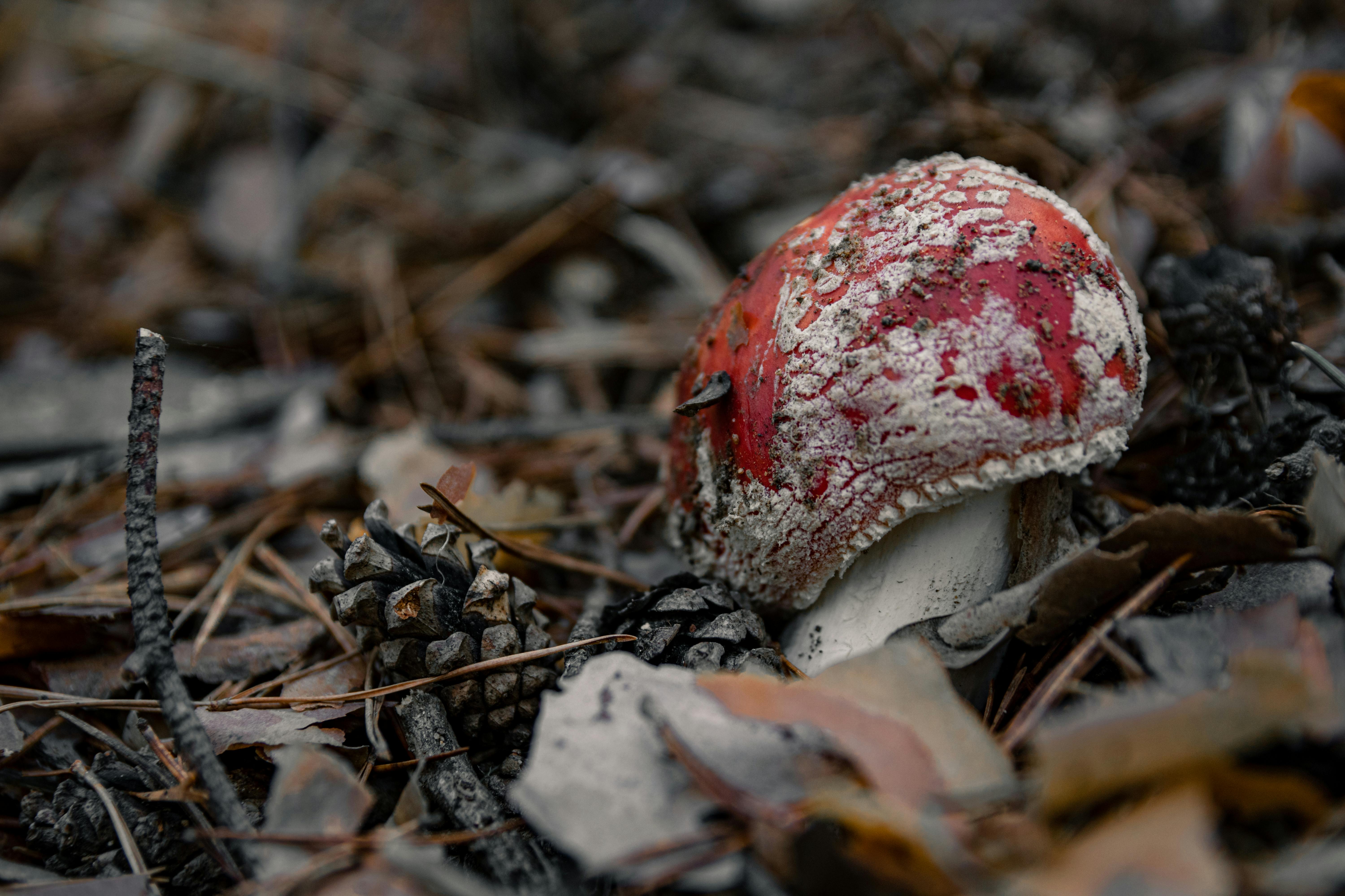 Close-up View of Toadstool on Ground · Free Stock Photo
