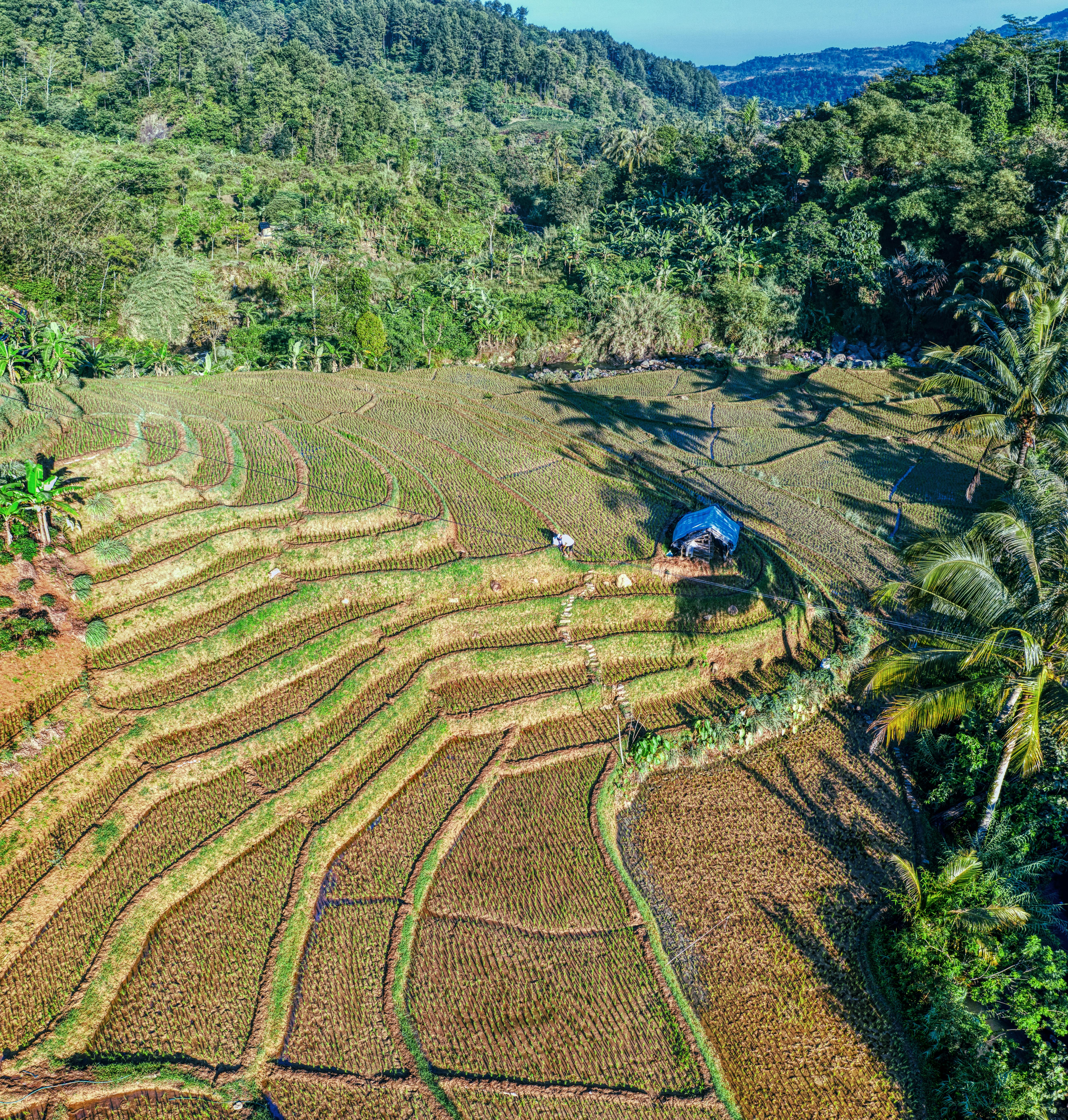 Terrace field among tropical plants in hilly terrain · Free Stock Photo