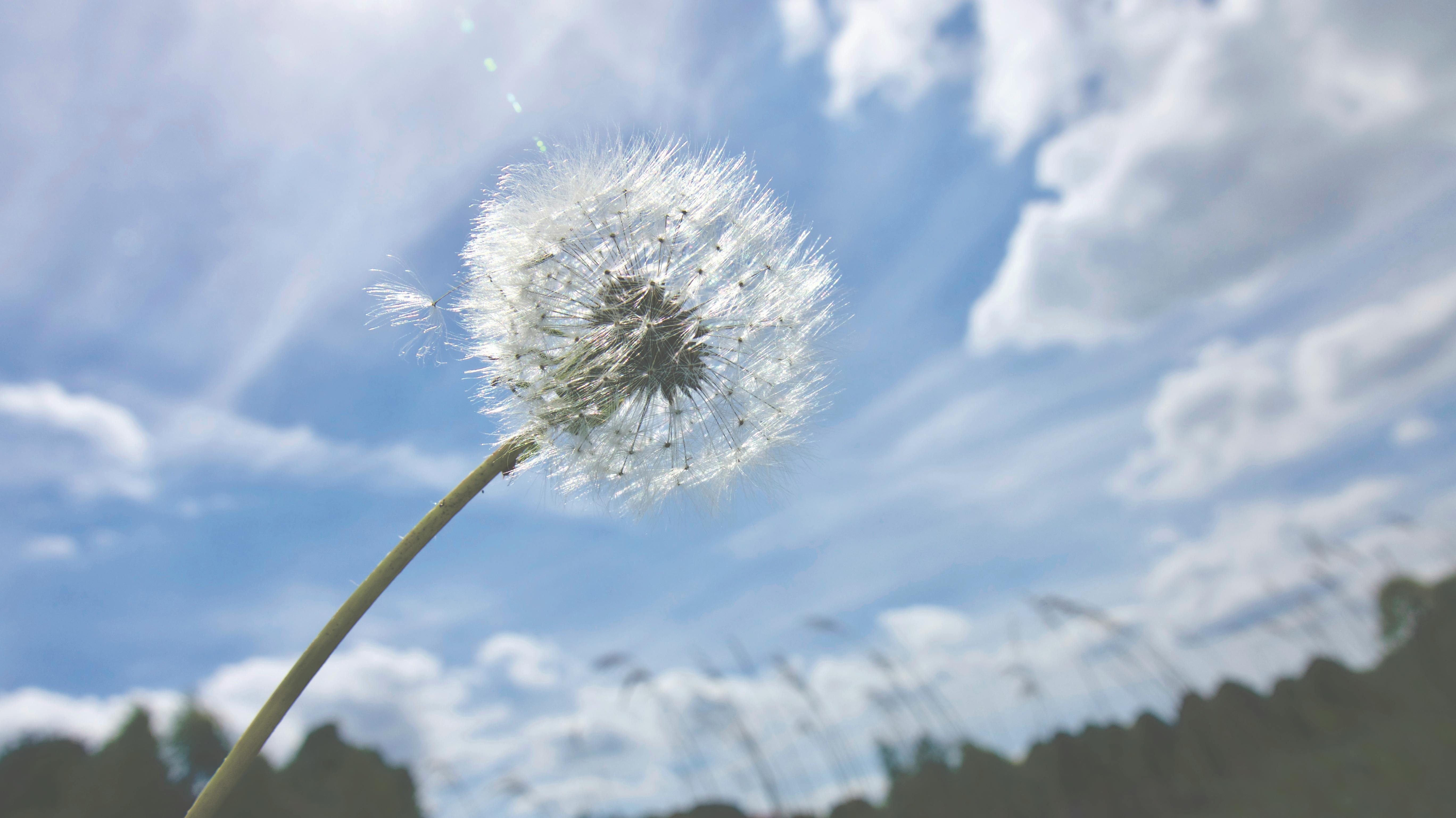 200+ Beautiful Dandelion Photos · Pexels · Free Stock Photos