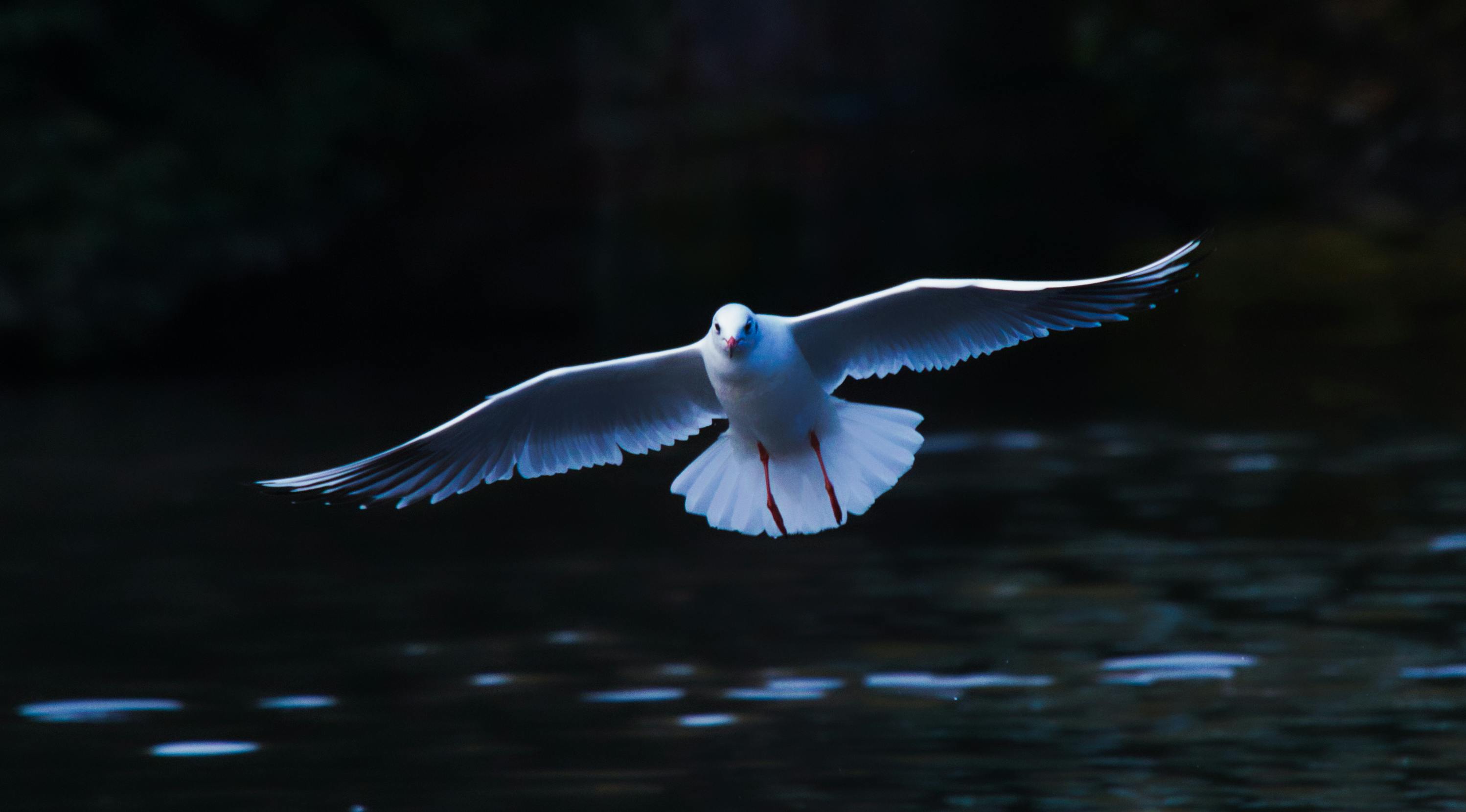 A Flying White Bird · Free Stock Photo
