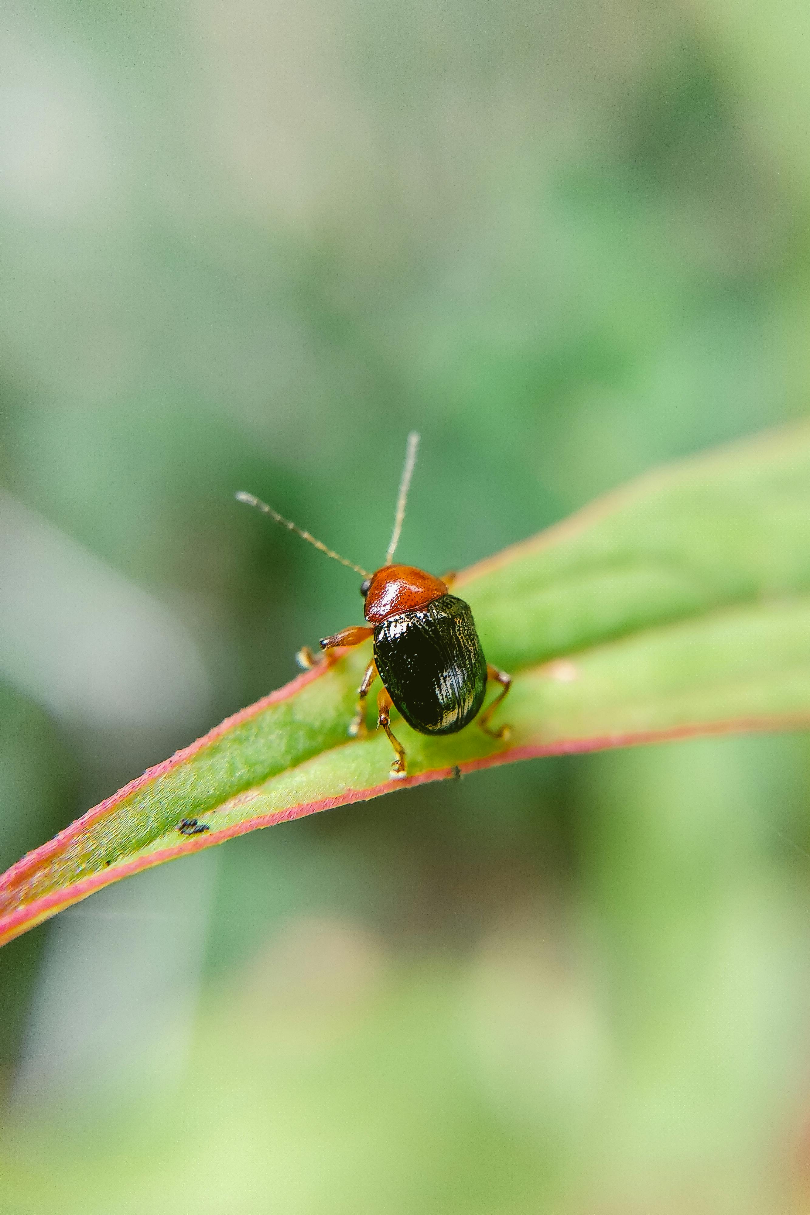 Insect with red compound eyes · Free Stock Photo