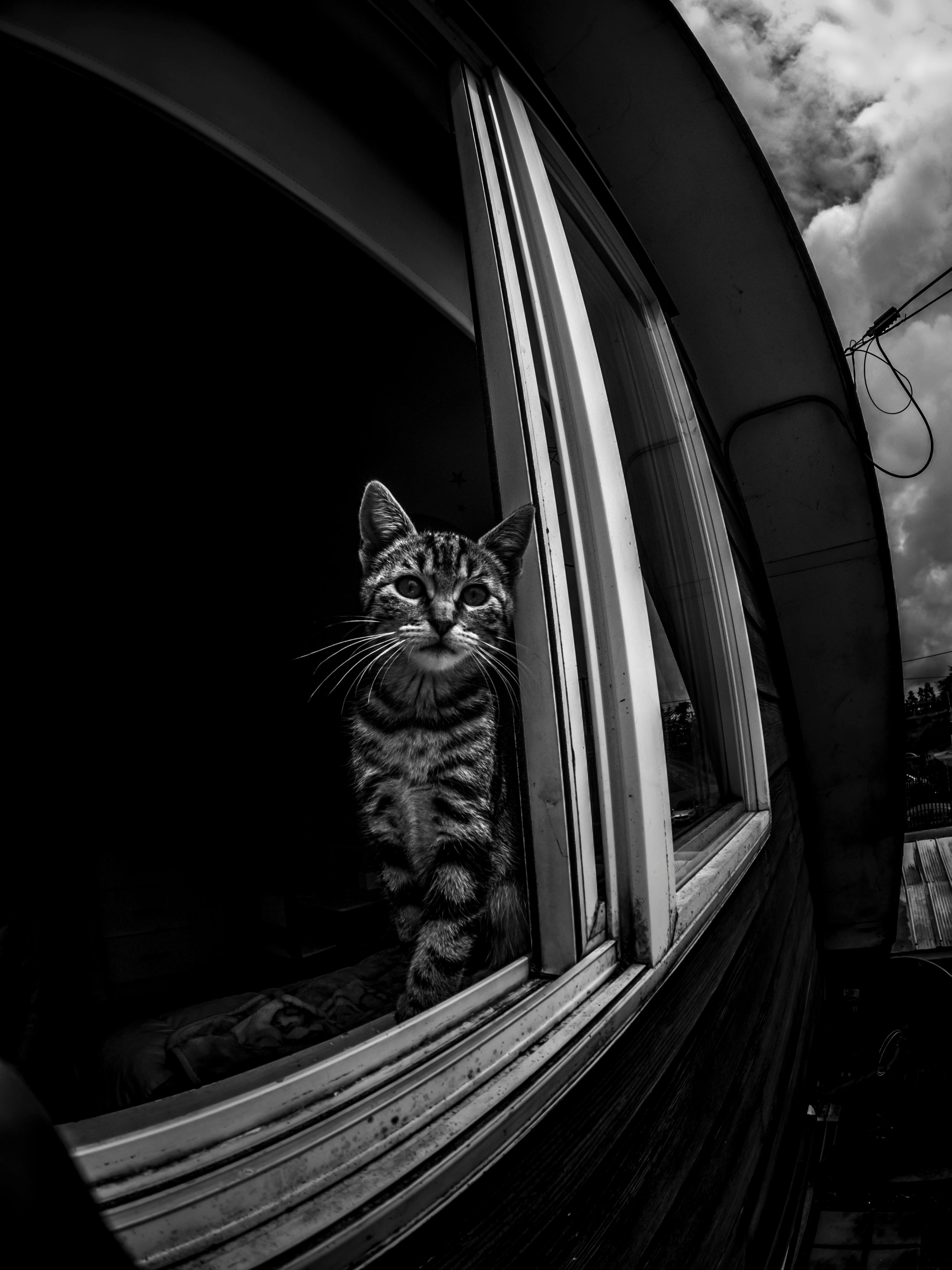 Cat Fisheye Photos, Download The BEST Free Cat Fisheye Stock Photos ...