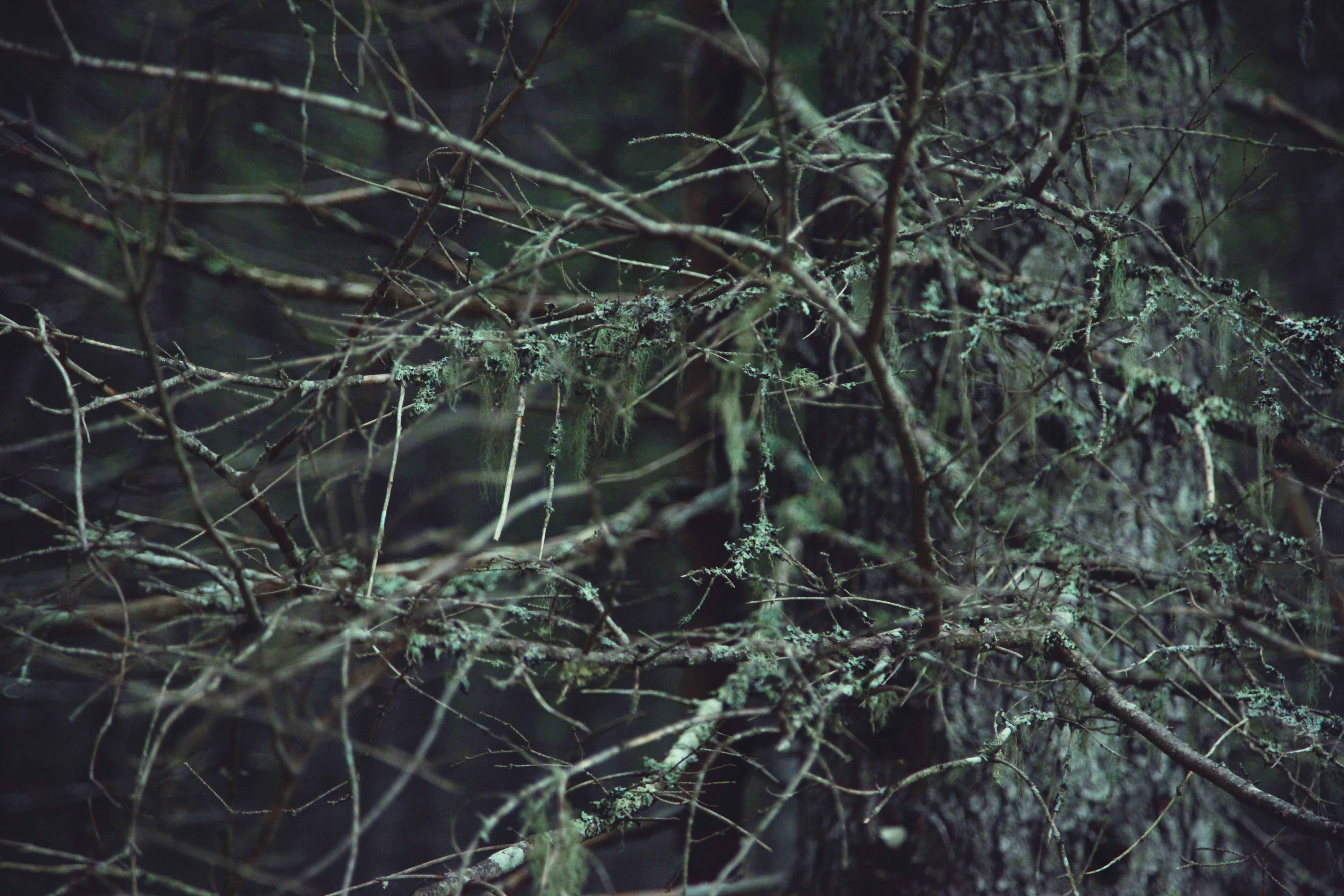 Spooky Texture Photos, Download The BEST Free Spooky Texture Stock ...