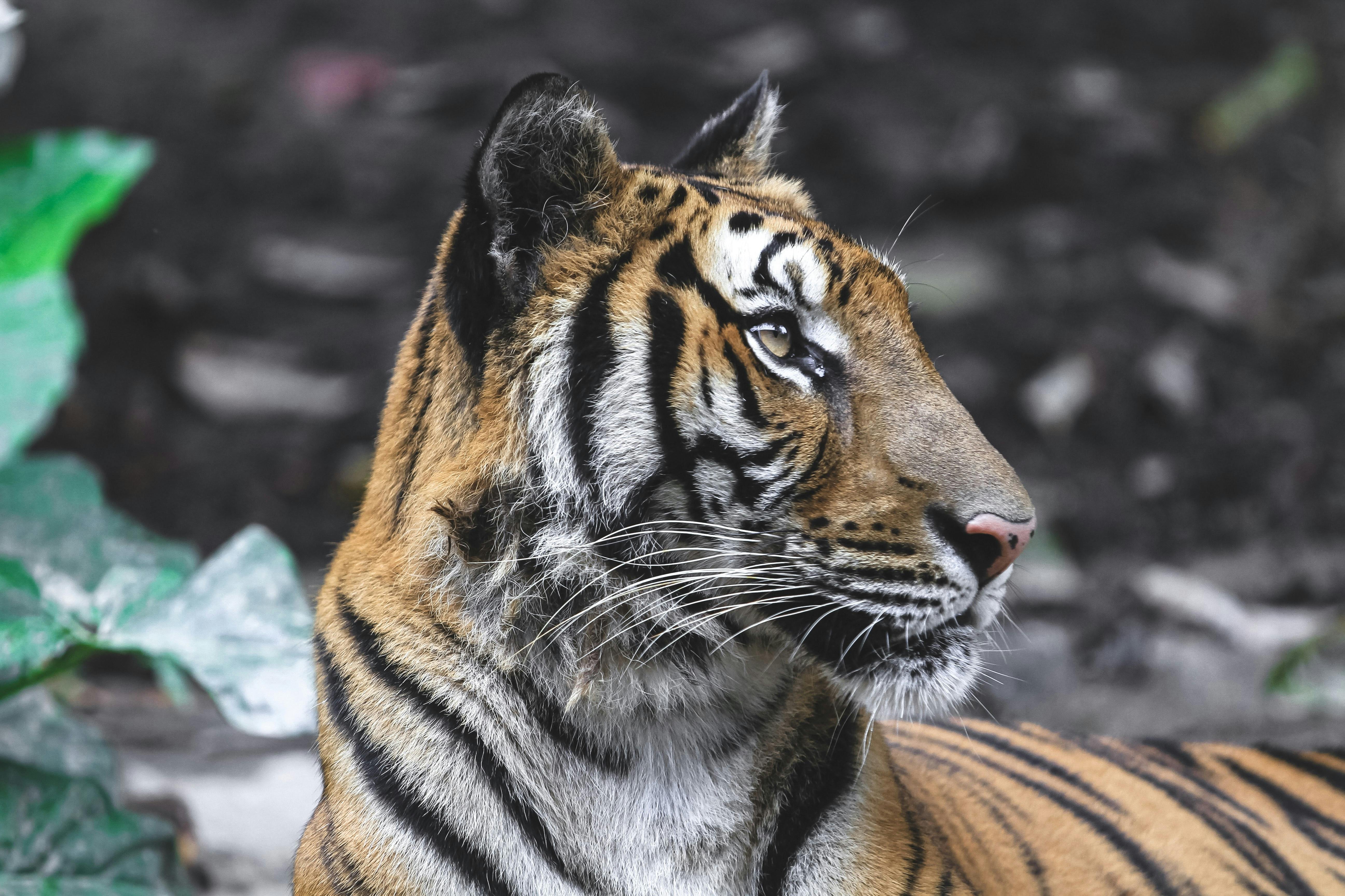 Graceful tiger resting in national park · Free Stock Photo