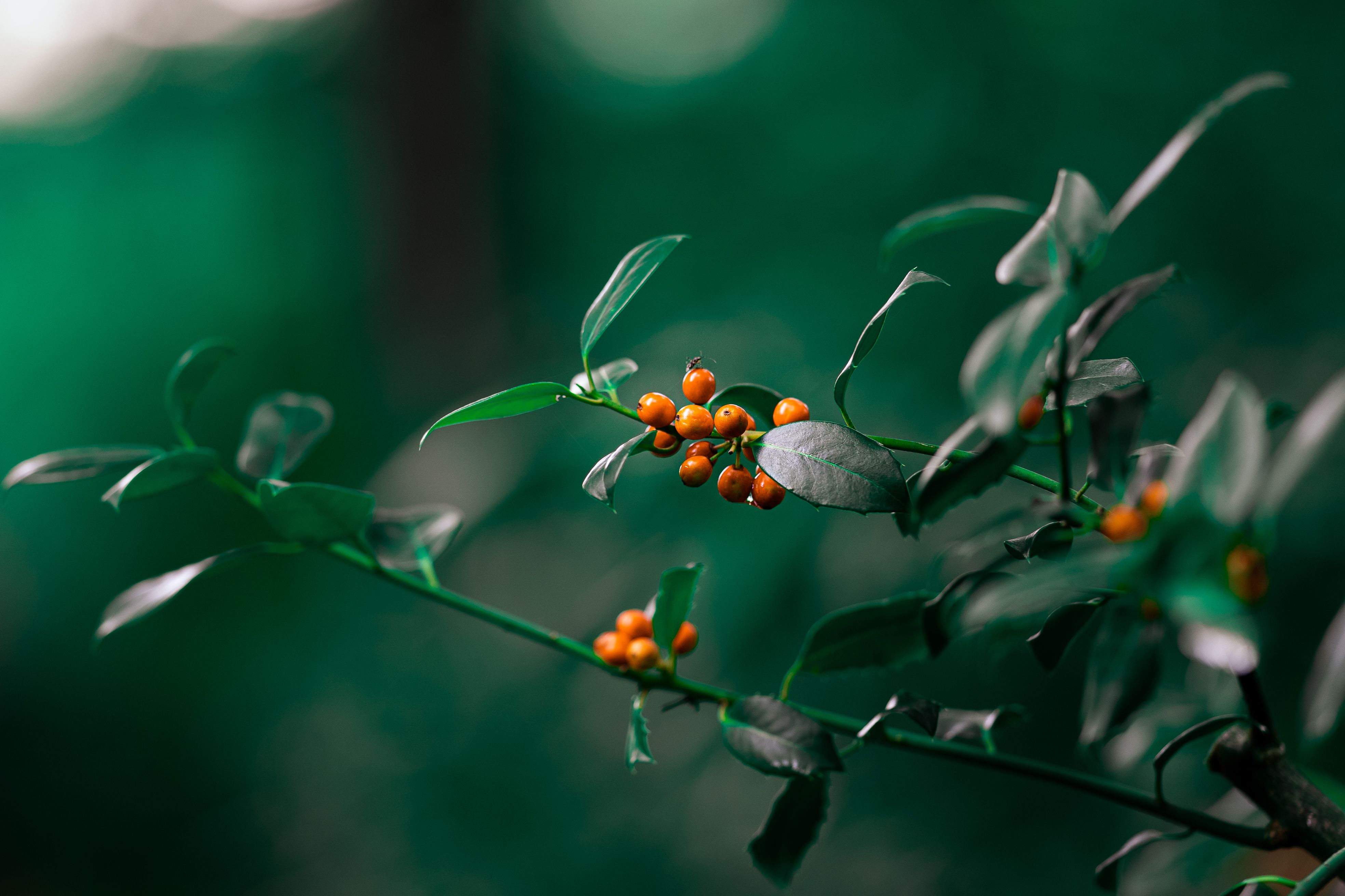 Orange Round Fruits In Tilt Shift Lens · Free Stock Photo