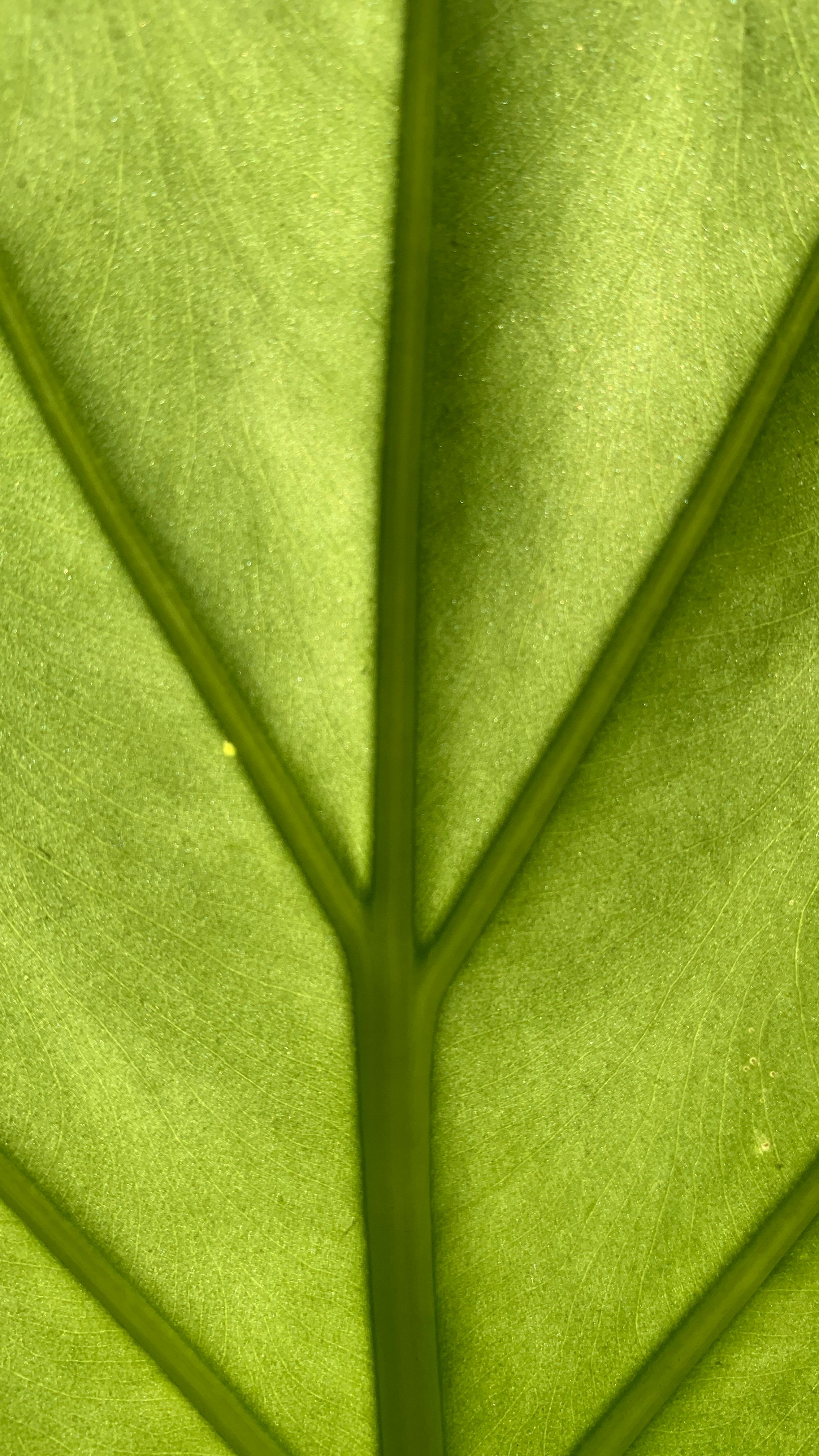 Ecological Background Photos, Download The BEST Free Ecological ...