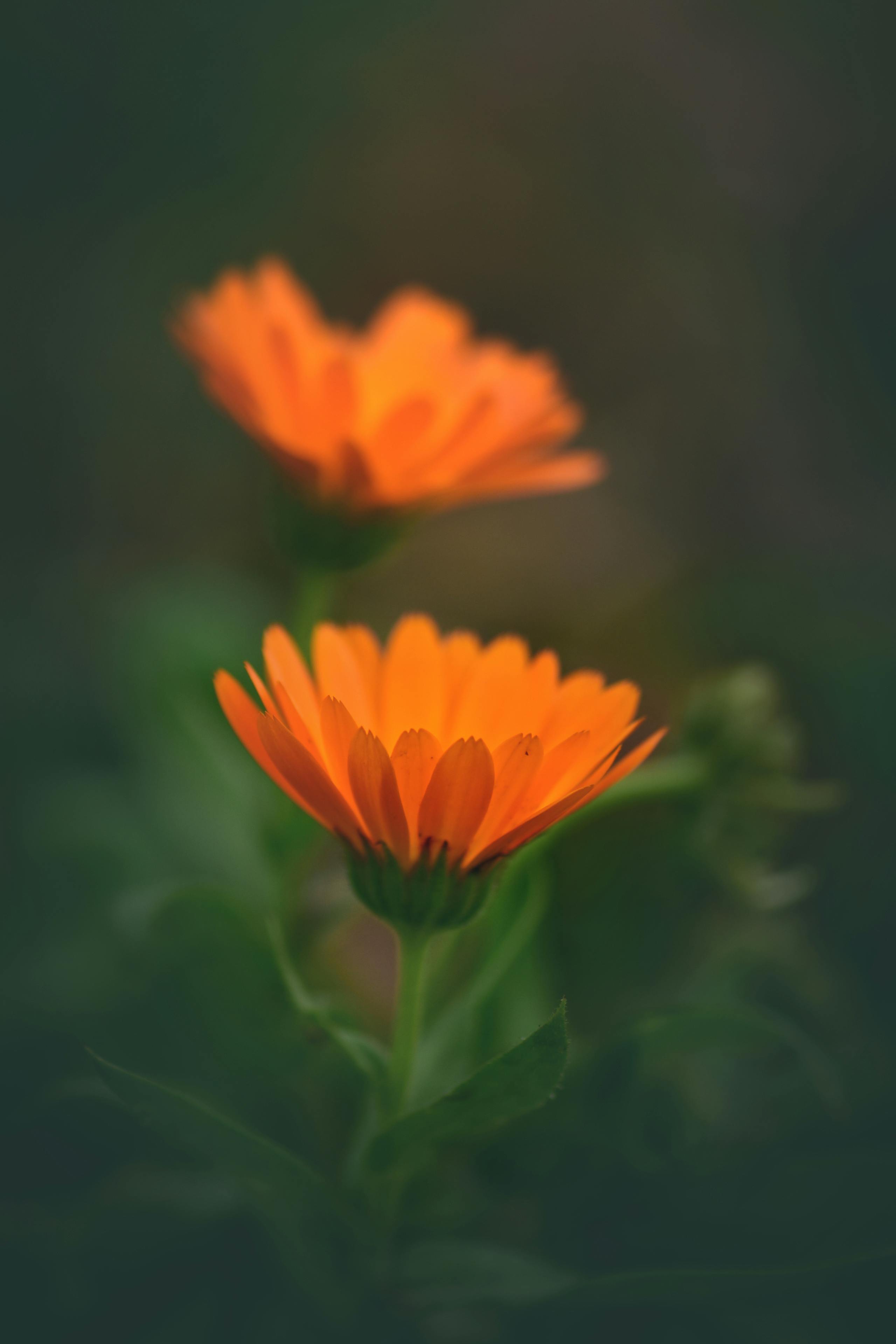 Person Holding Orange Flower · Free Stock Photo