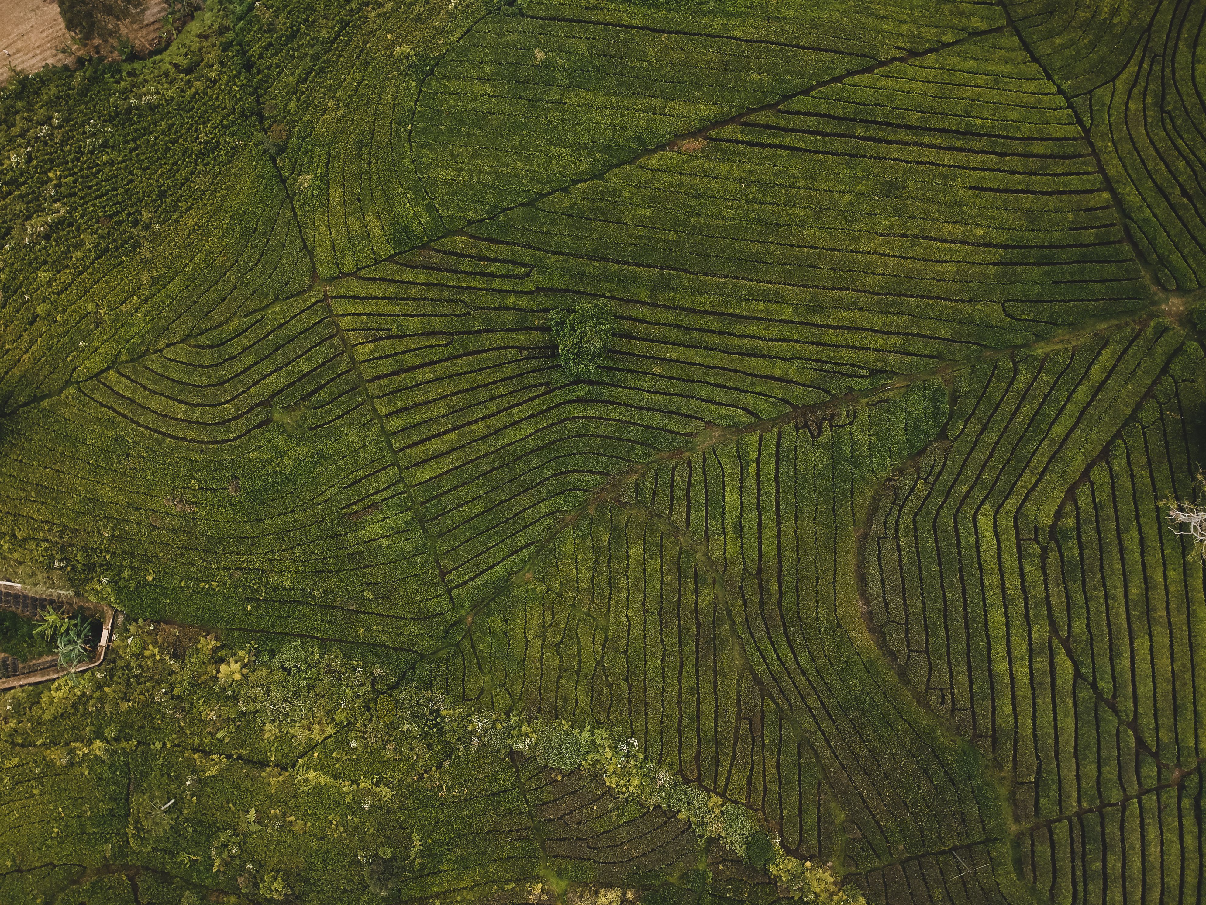 Green Grass Field in Aerial Shot · Free Stock Photo