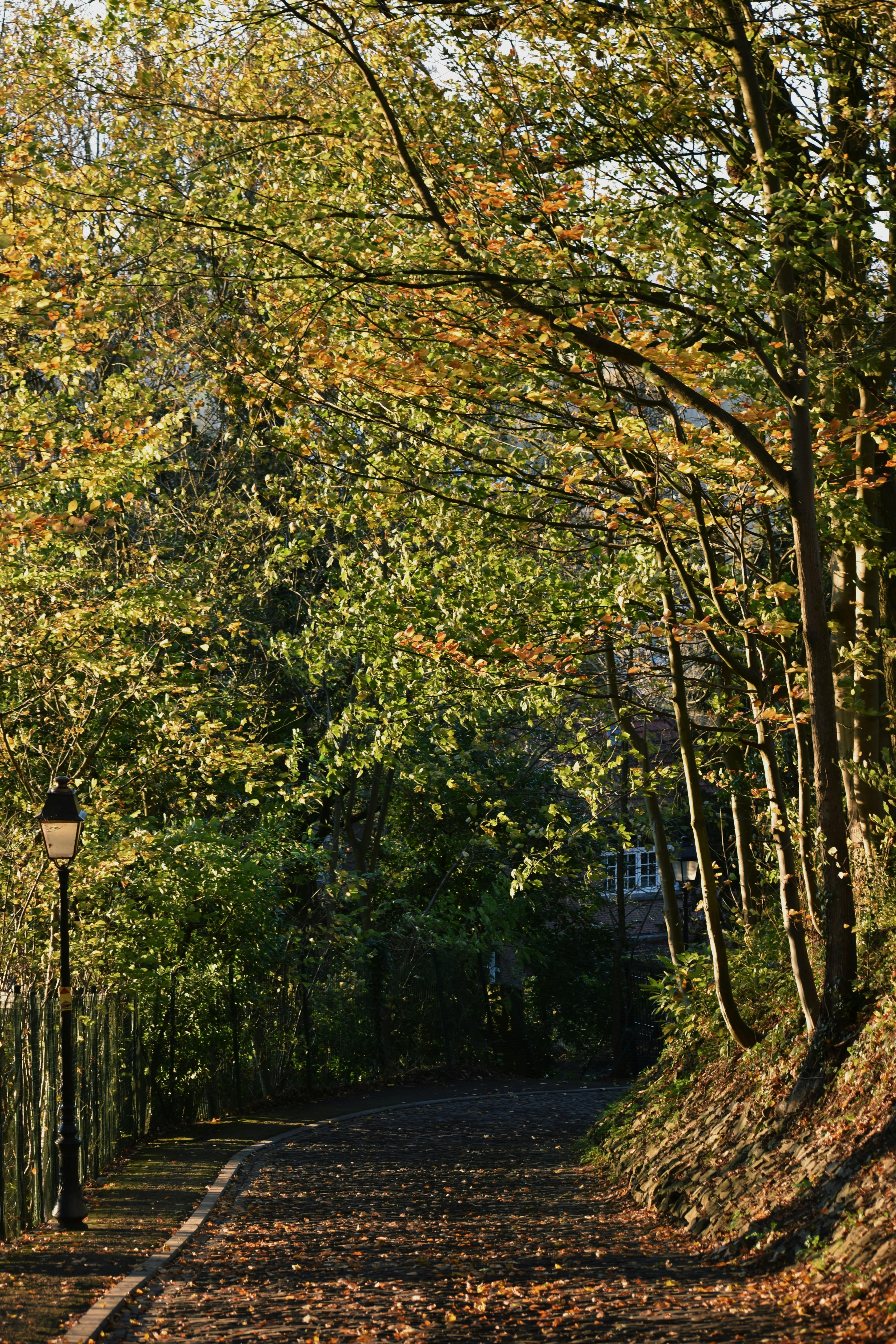 Green Trees Near the Road · Free Stock Photo