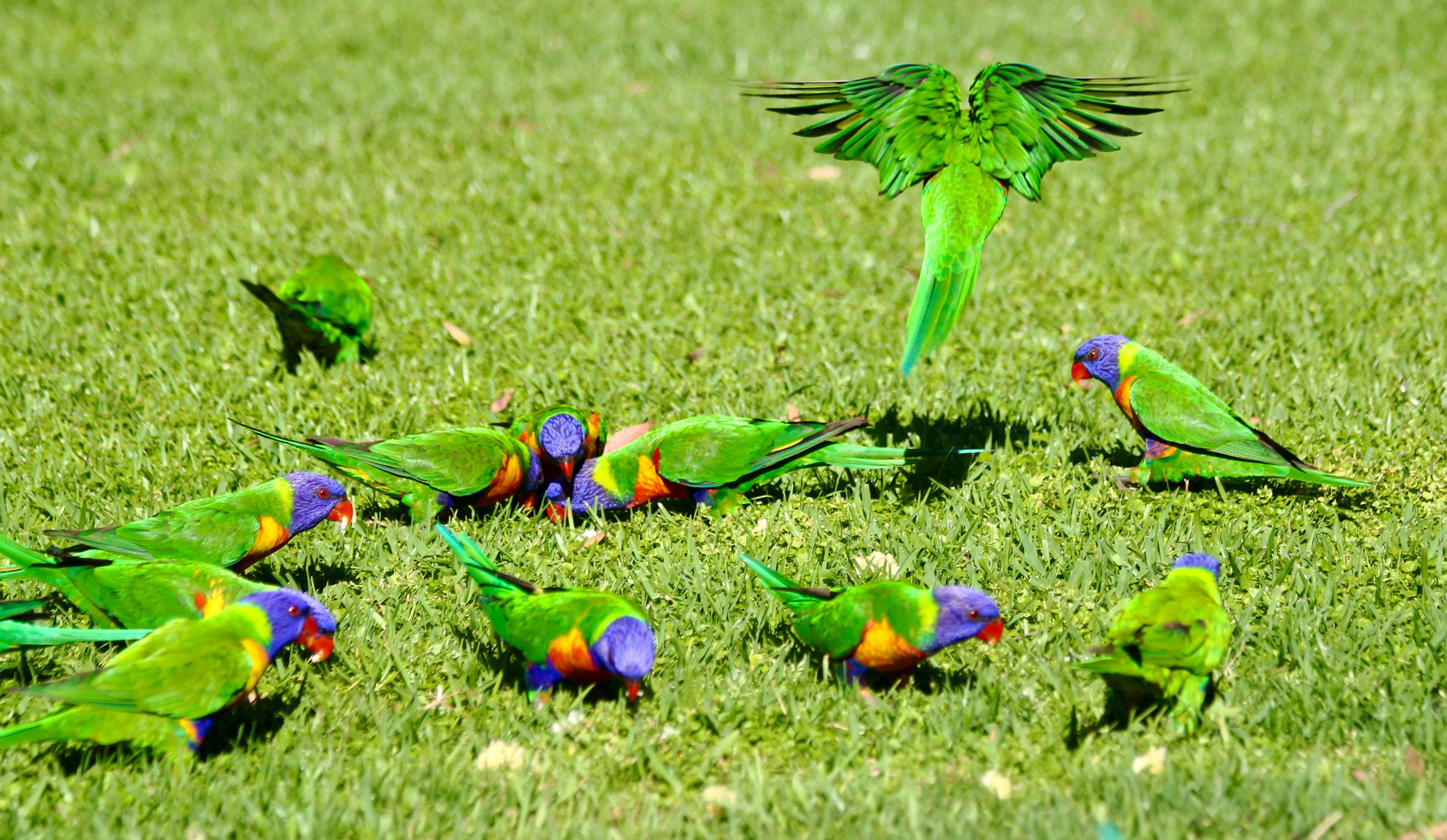 Parrot Flying Photos, Download The BEST Free Parrot Flying Stock Photos ...