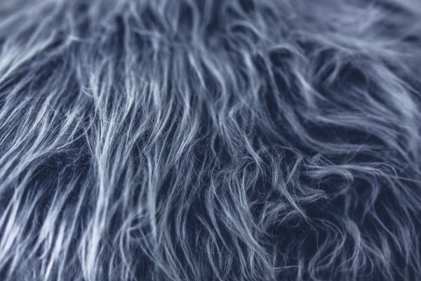 Fuzzy Texture Photos, Download The BEST Free Fuzzy Texture Stock Photos ...