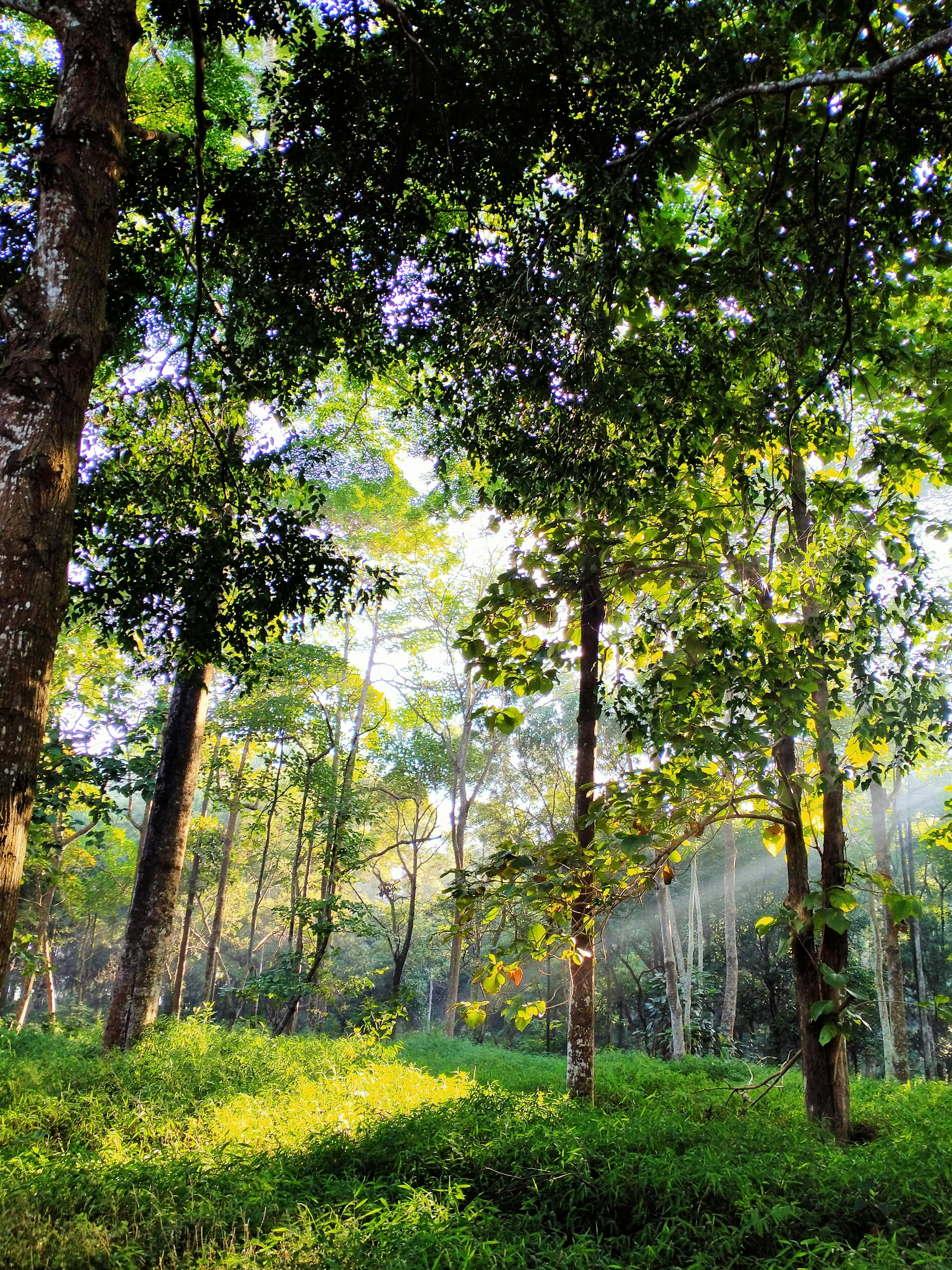 View of a Forest · Free Stock Photo