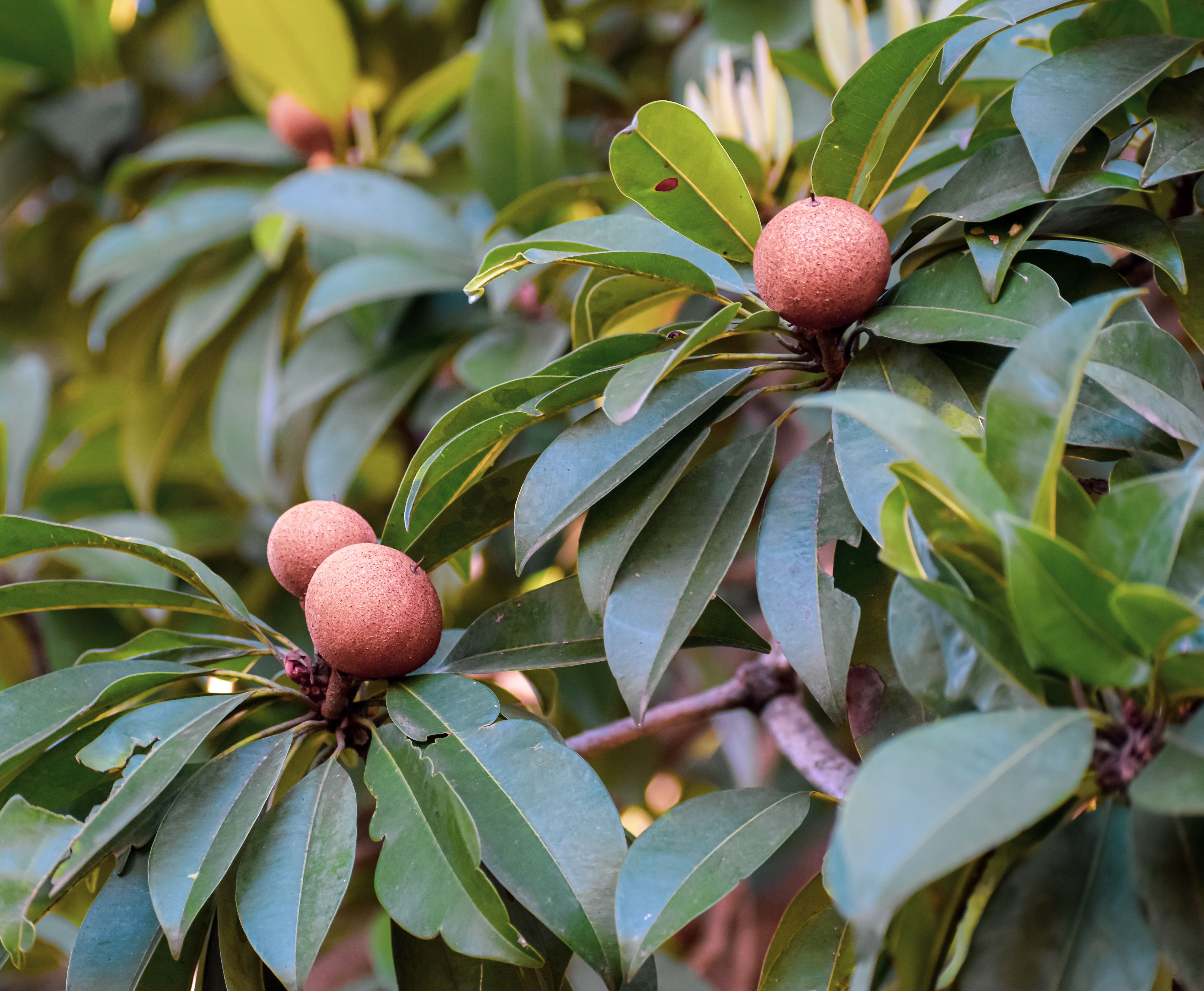 Round Brown Fruit on a Green Plant · Free Stock Photo