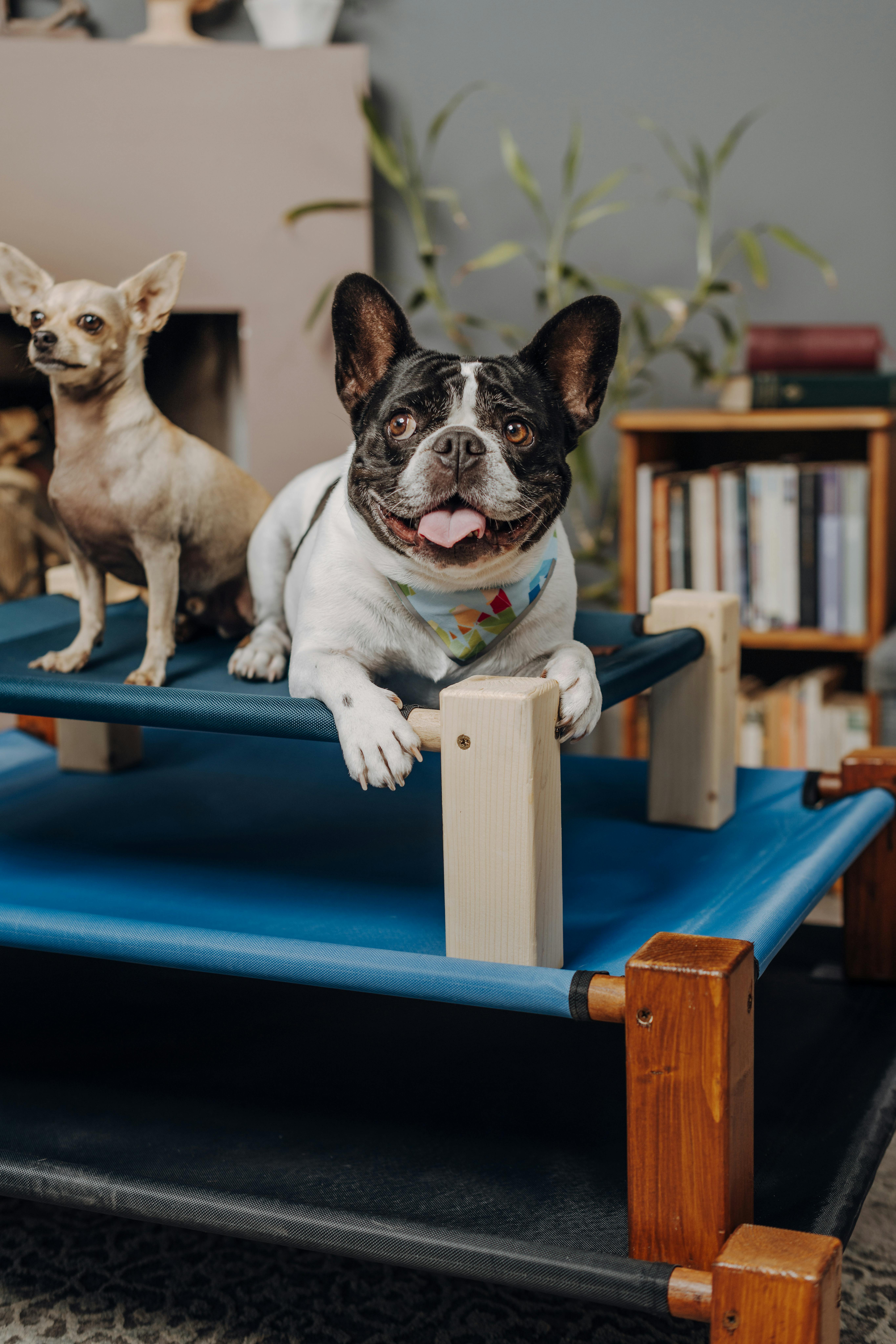 Dogs in a Room · Free Stock Photo
