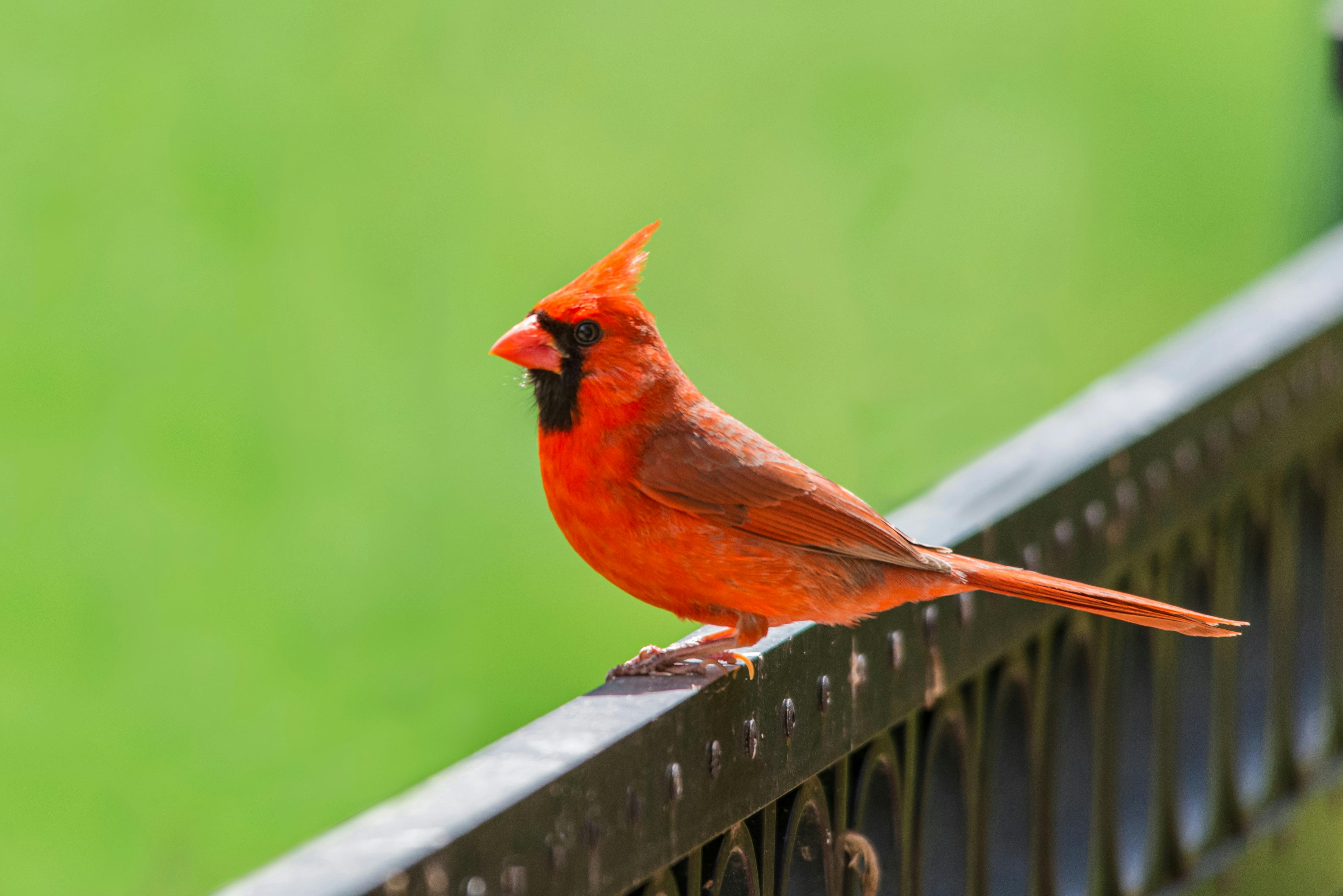 Close Up Photo of a Red Cardinal · Free Stock Photo