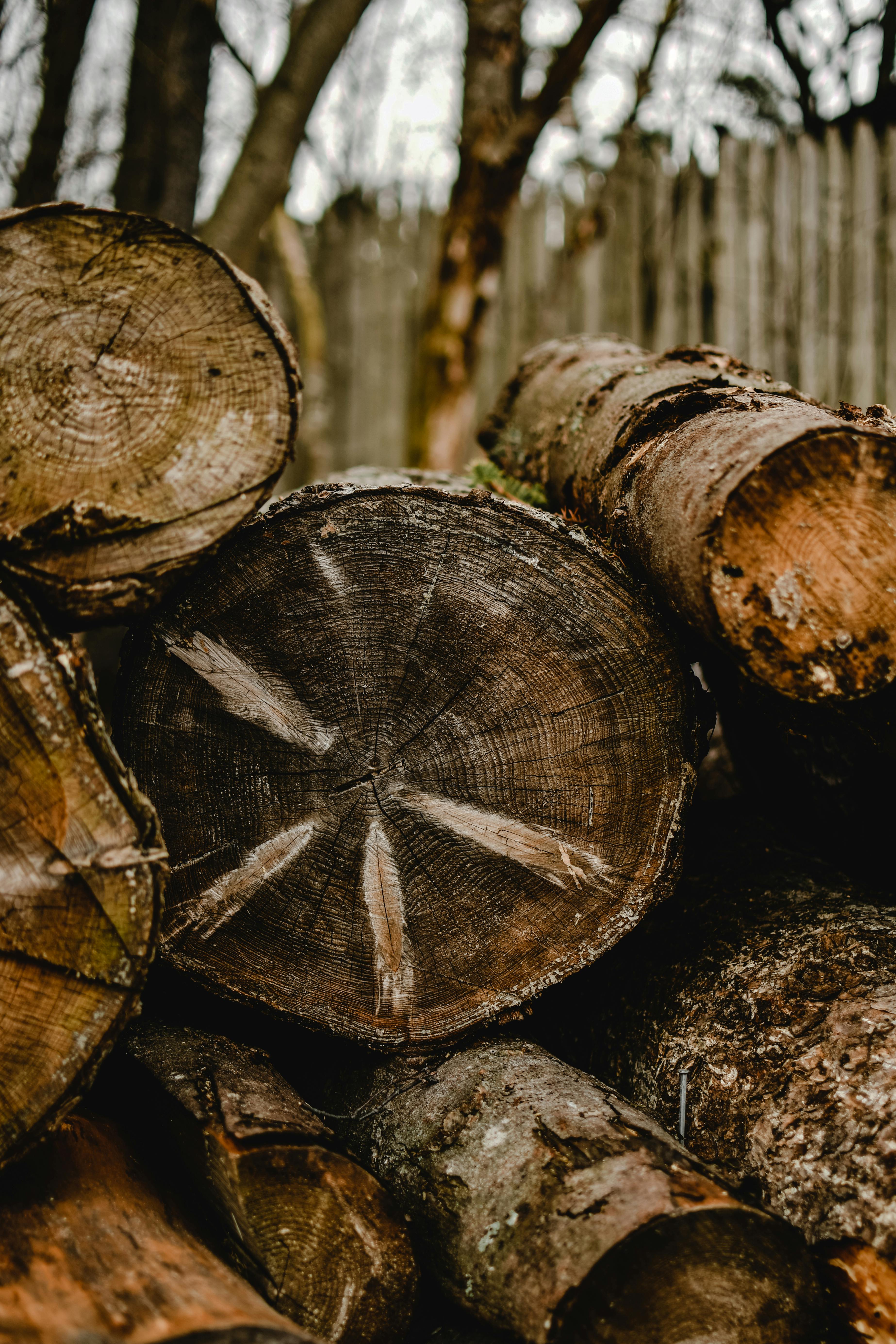A Close-Up Shot of Stacked Tree Trunks · Free Stock Photo