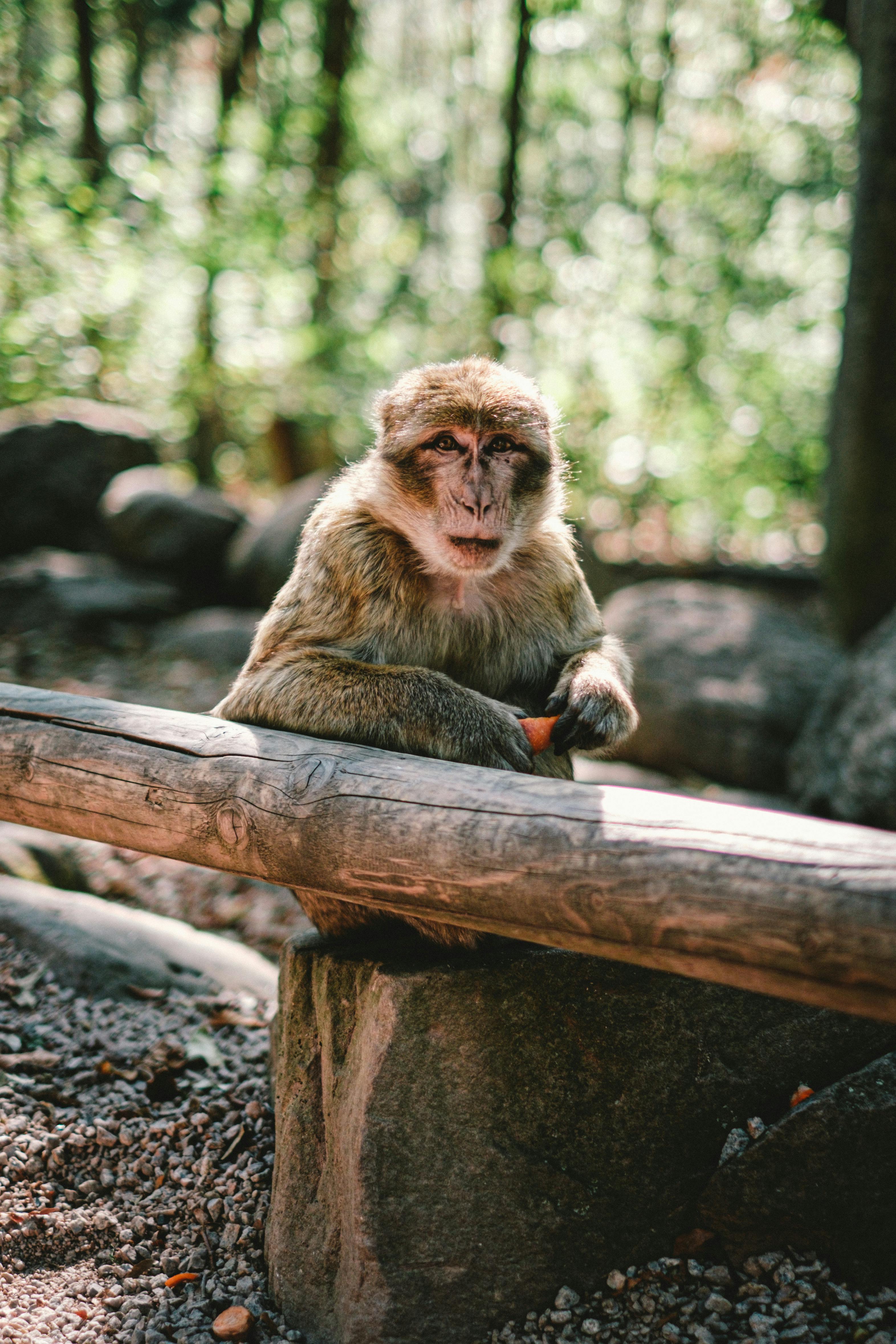 A Monkey Leaning on a Log · Free Stock Photo
