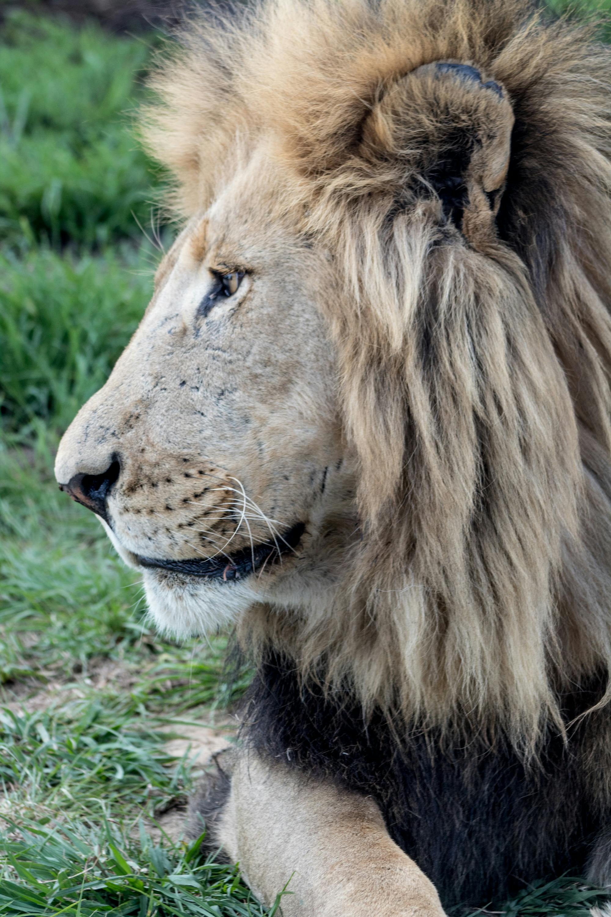 Close-up Photo of Brown Lion · Free Stock Photo